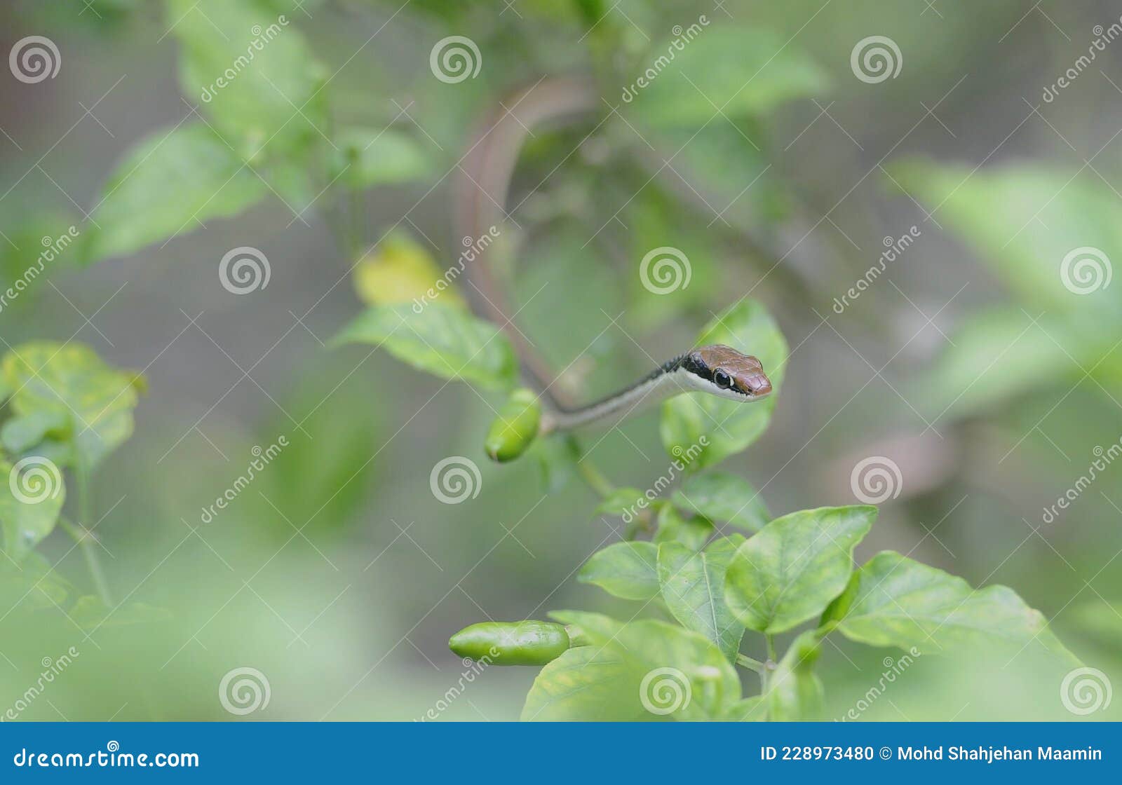 Animals and wildlife stock photo. Image of plant, invertebrate - 228973480
