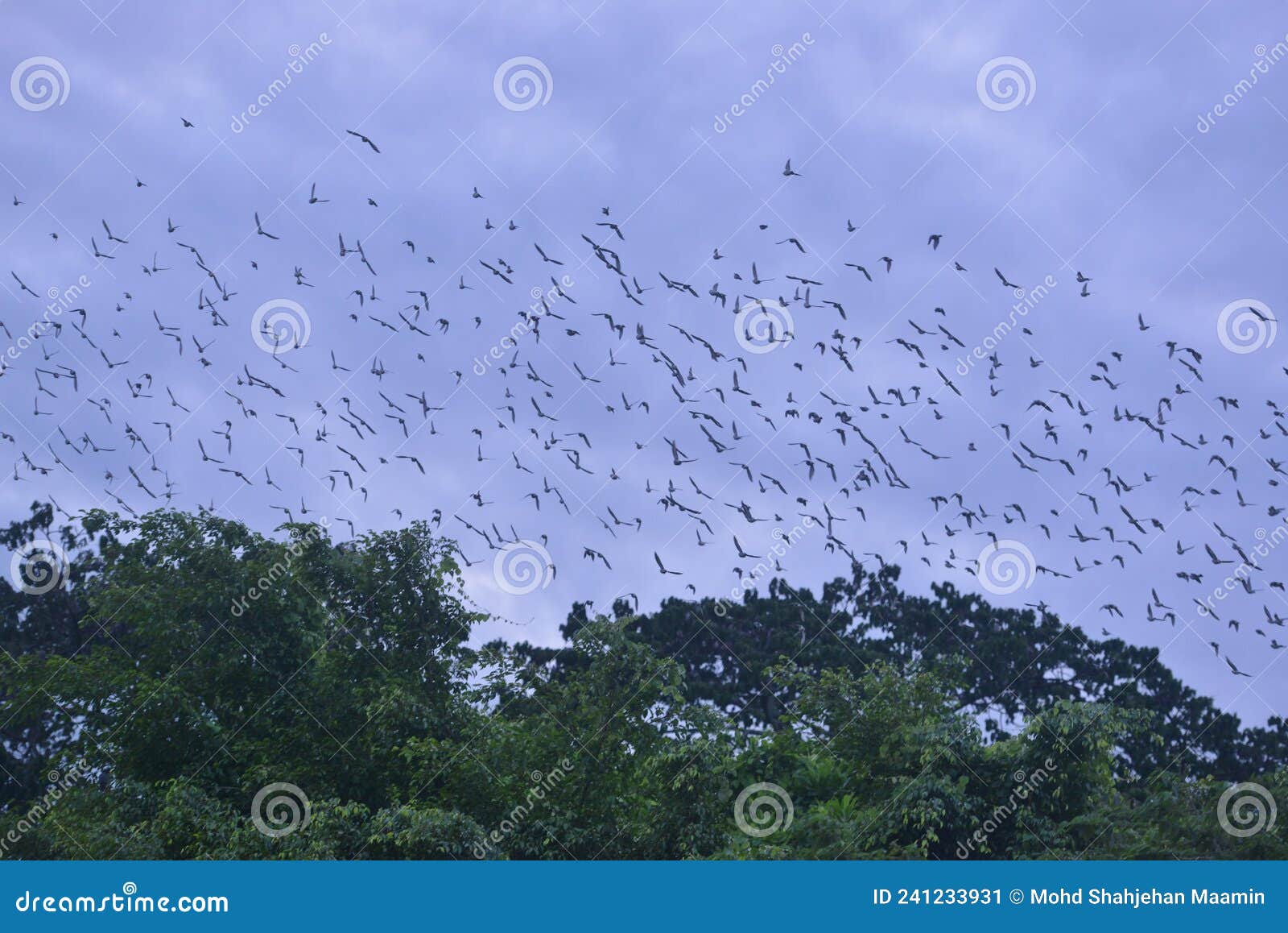 Animals and wildlife stock image. Image of thousands - 241233931