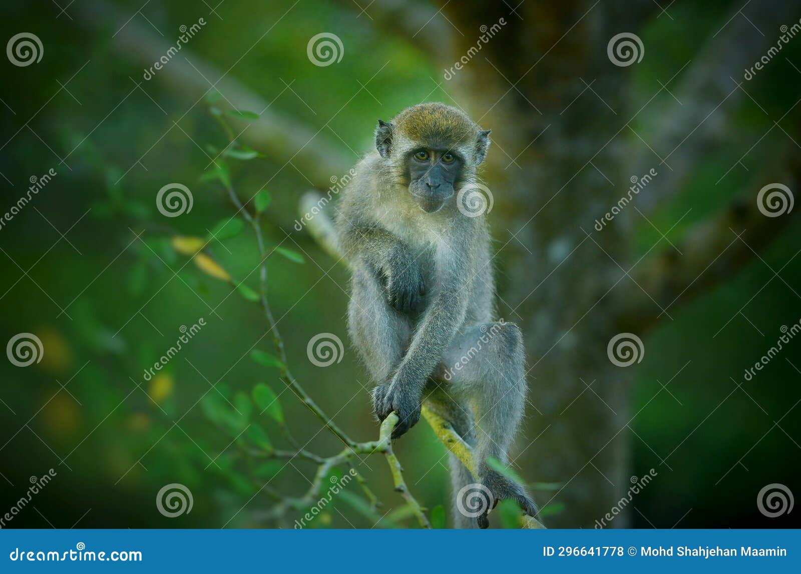 Animals and wildlife stock photo. Image of gorilla, monkey - 296641778