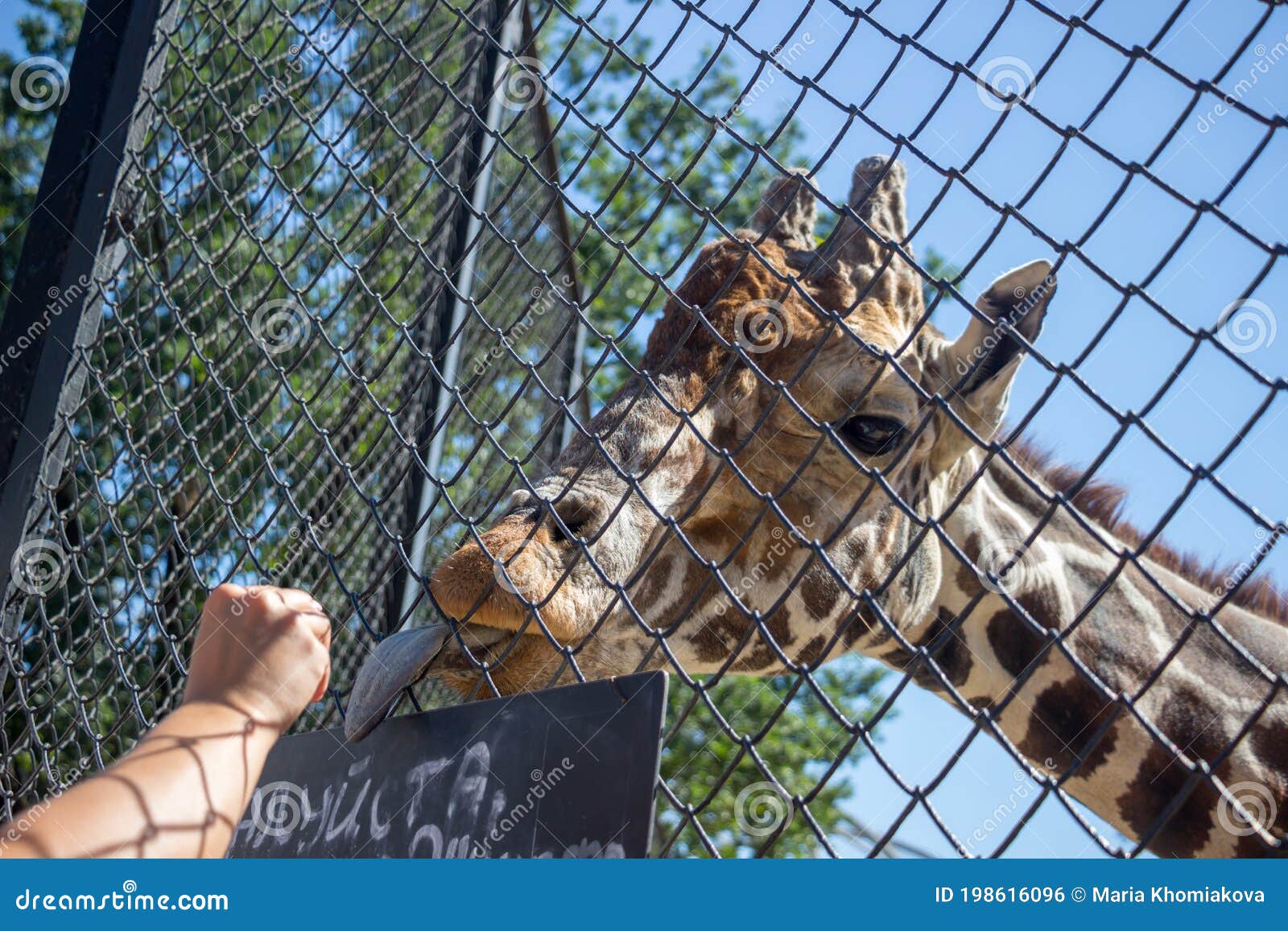 Animals in the Moscow Zoo. Feeding a Giraffe Editorial Photo - Image of ...