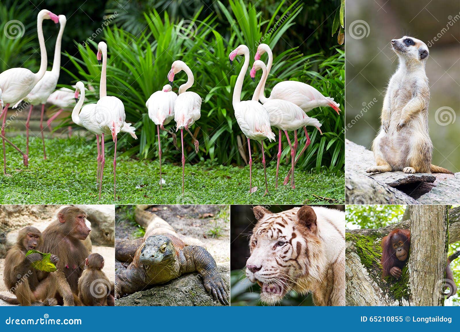 Animals in the Zoo stock image. Image of singapore, endangered - 65210855