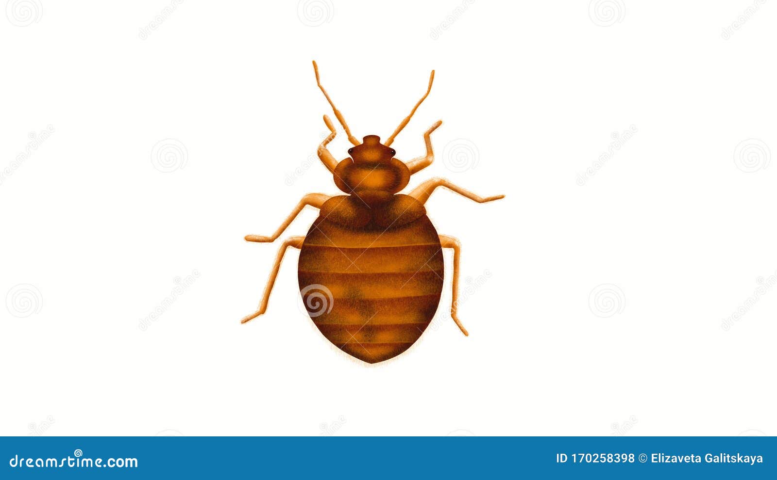 Animated Clip of a Bed Bug on a White Background Stock Footage - Video ...