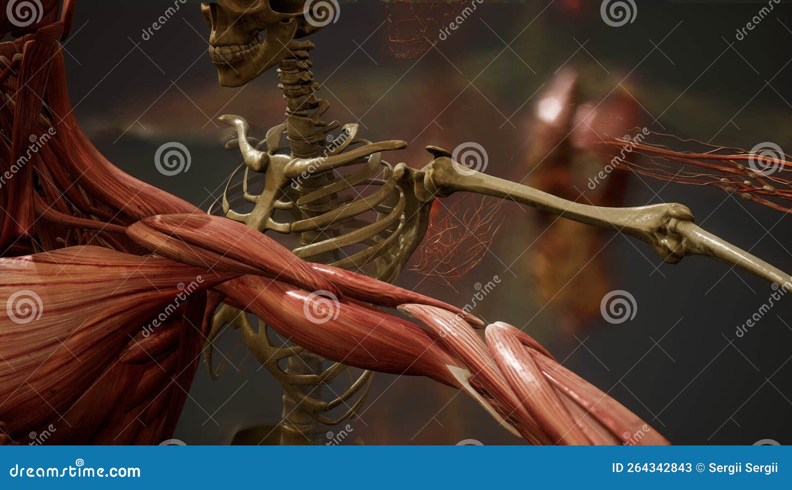 Animated 3D Human Anatomy Illustration Stock Illustration ...