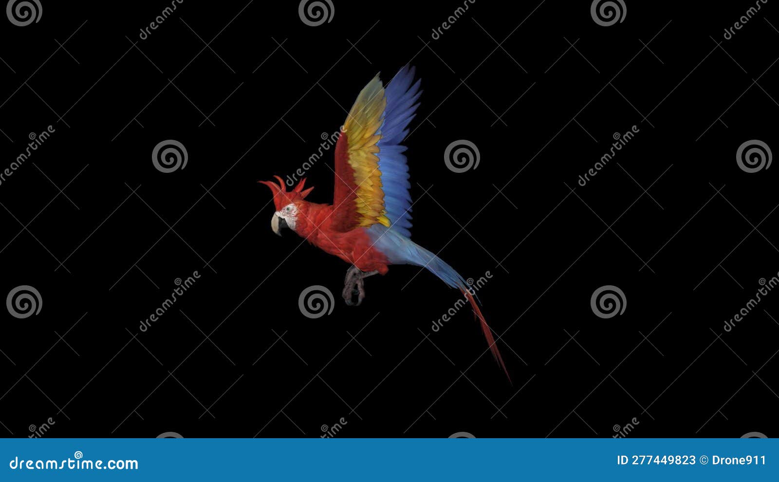 Animated Parrot Flying in Circles, Alpha Channel, 3D Render Stock Video ...
