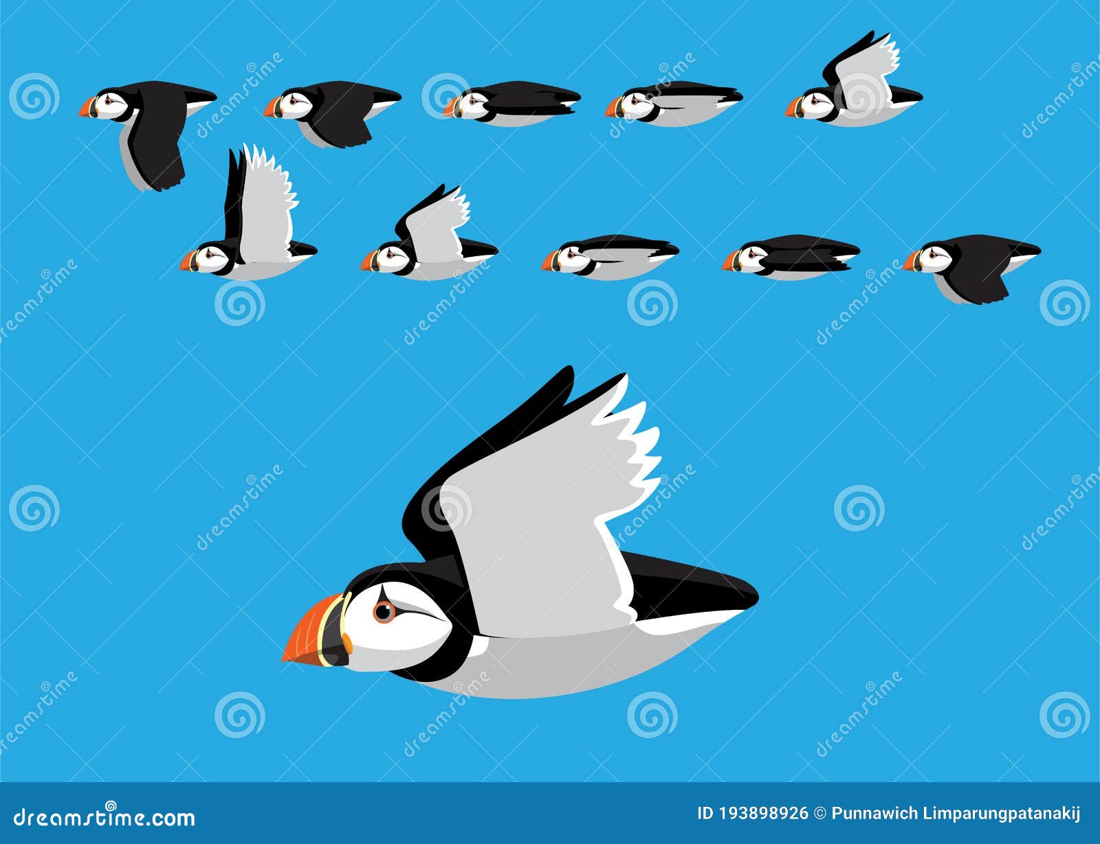 Atlantic Puffin Flying Motion Animation Sequence Cartoon Vector ...