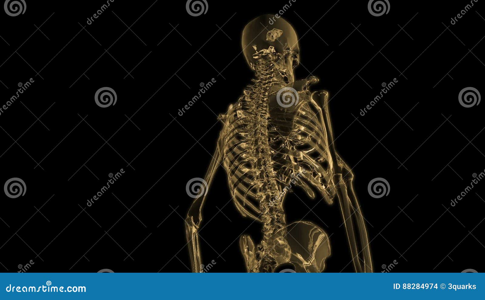 Animation De Digital D'un Squelette Humain Banque De Vidéos - Vidéo du ...