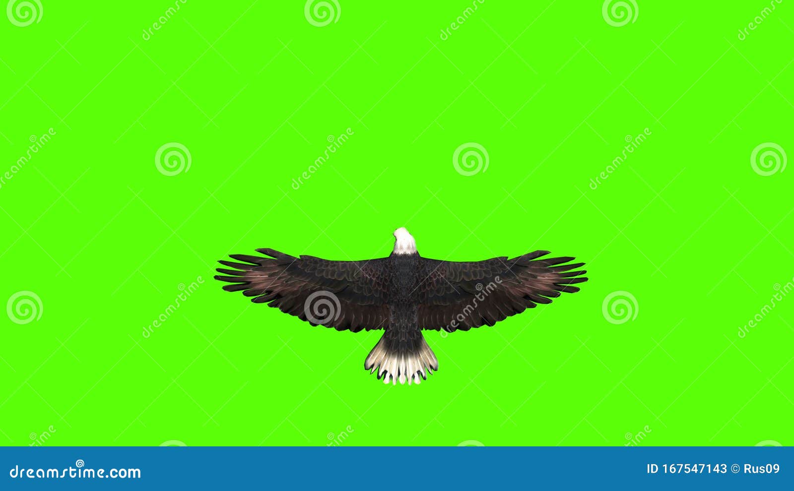 Bald Eagle in Top View on a Green Screen Stock Video - Video of ...