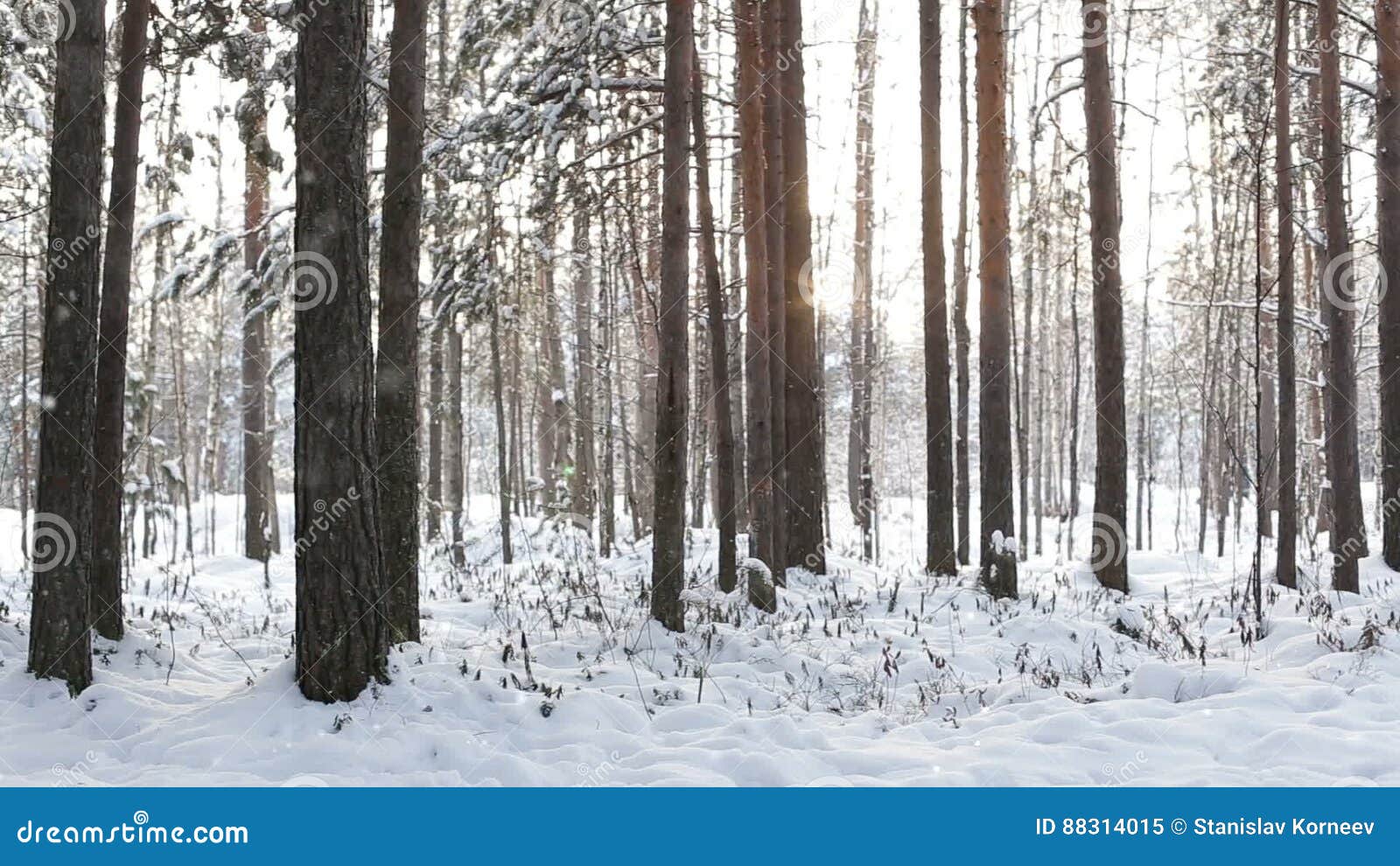 Animation Forest Dust Particles with Light Leaks in Winter Stock Video ...