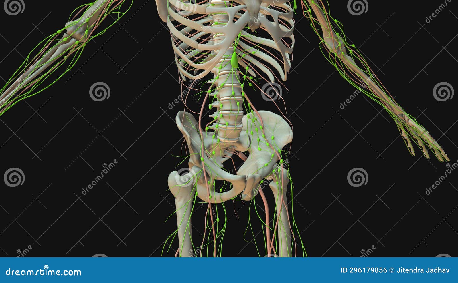 Animation of the Human Lymphatic System Anatomy Stock Illustration ...