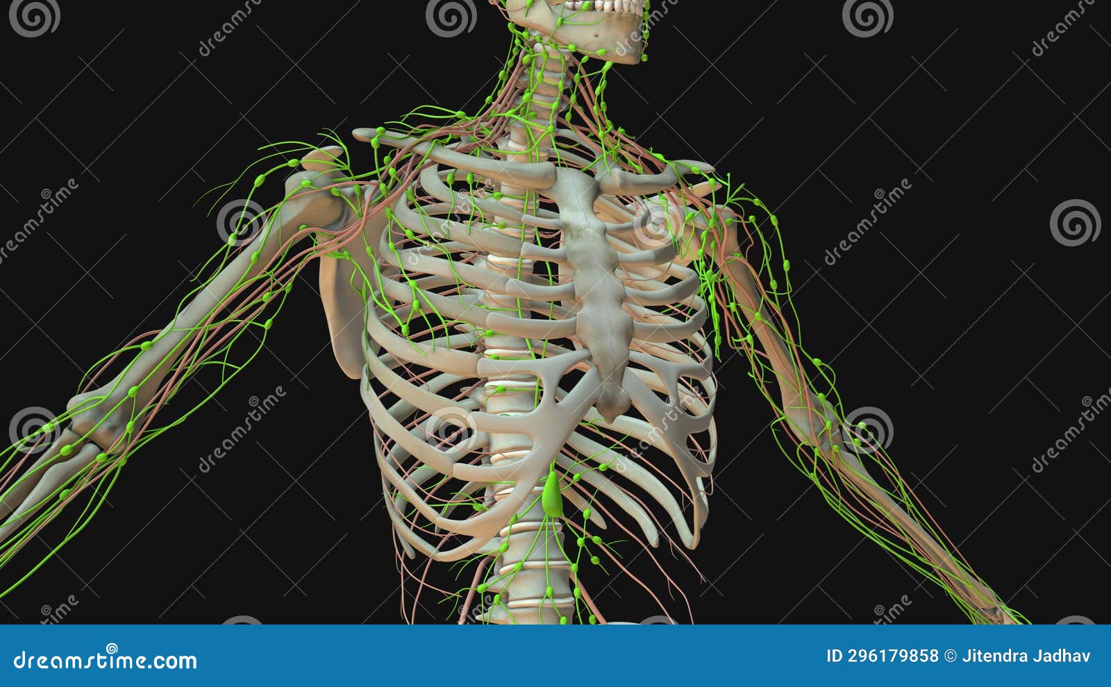 Animation of the Human Lymphatic System Anatomy Stock Illustration ...