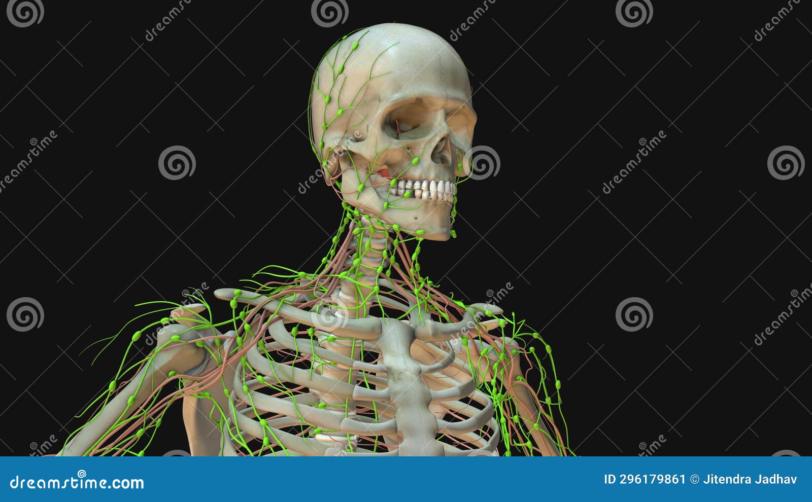 Animation of the Human Lymphatic System Anatomy Stock Illustration ...
