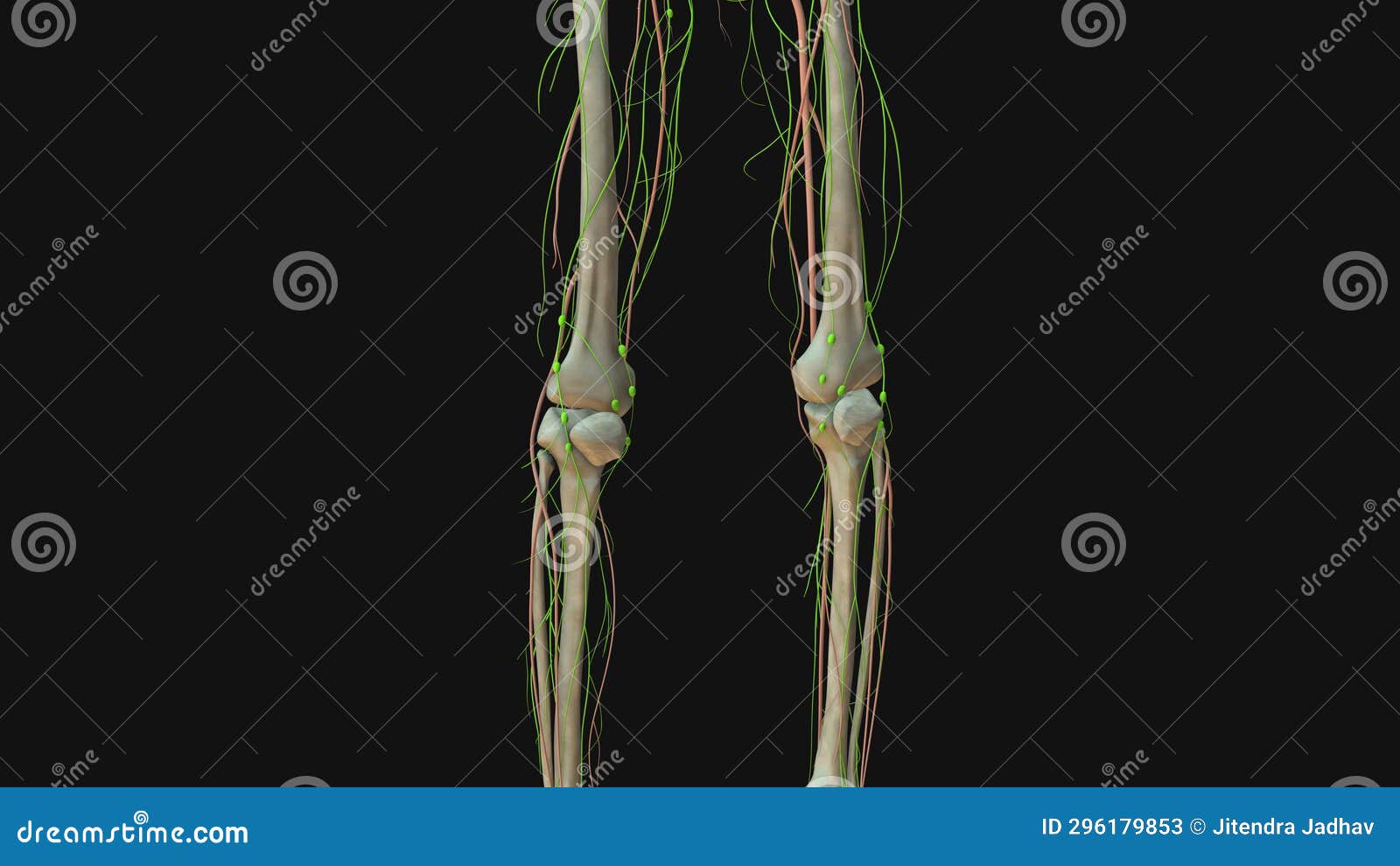 Animation of the Human Lymphatic System Anatomy Stock Image - Image of ...