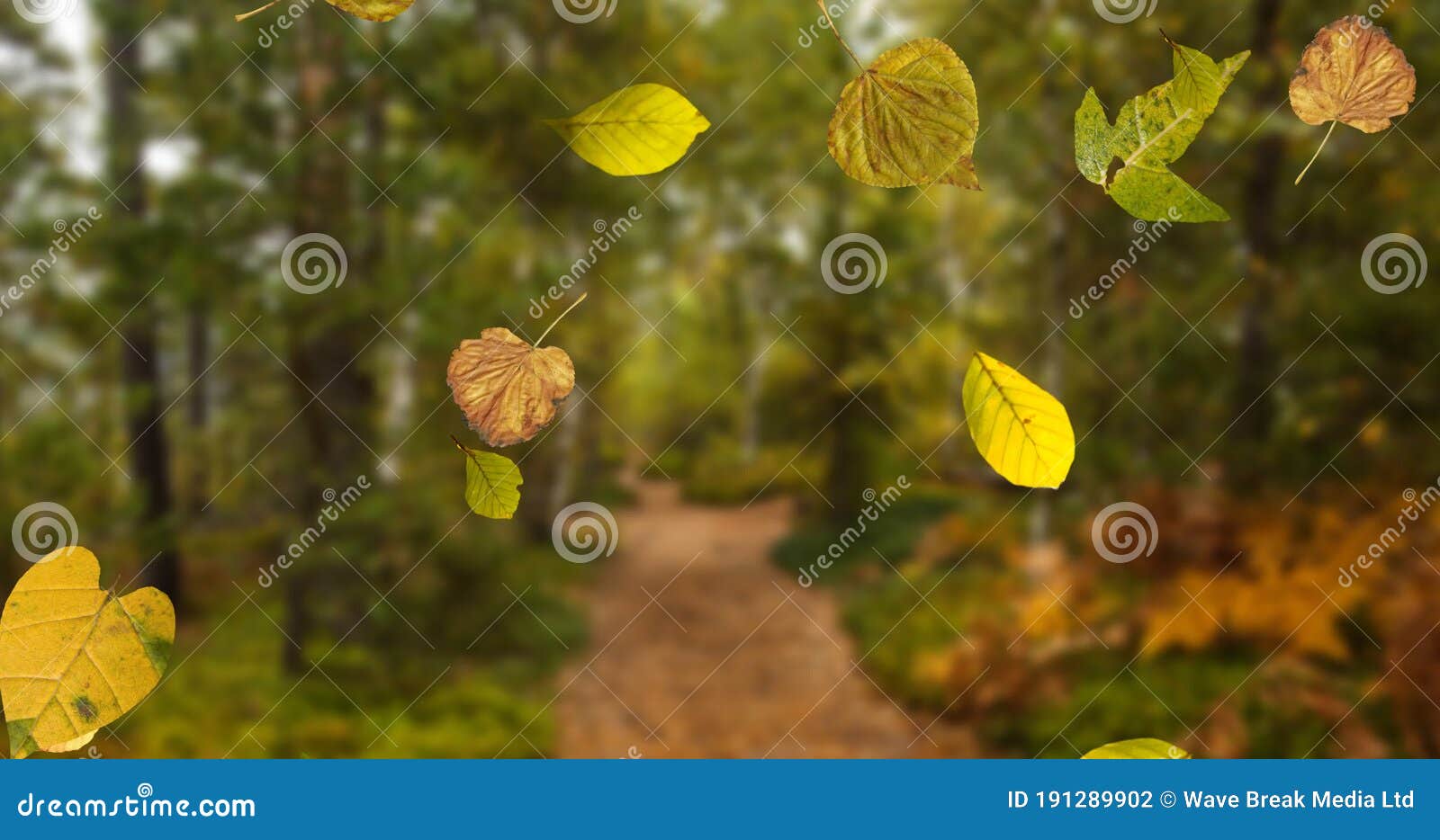 Animation of Multiple Autumn Leaves Falling in the Foreground Stock ...