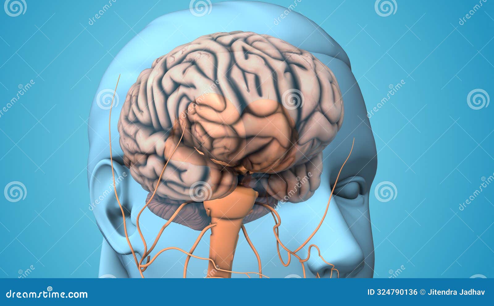 Medical Animation of the Human Brain Stock Illustration - Illustration ...