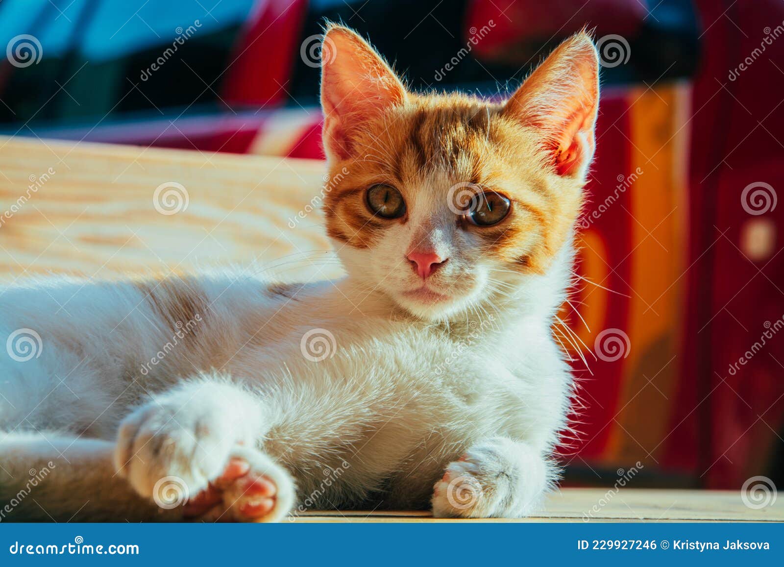 Animaux : chat ginger photo stock. Image du favoris - 229927246