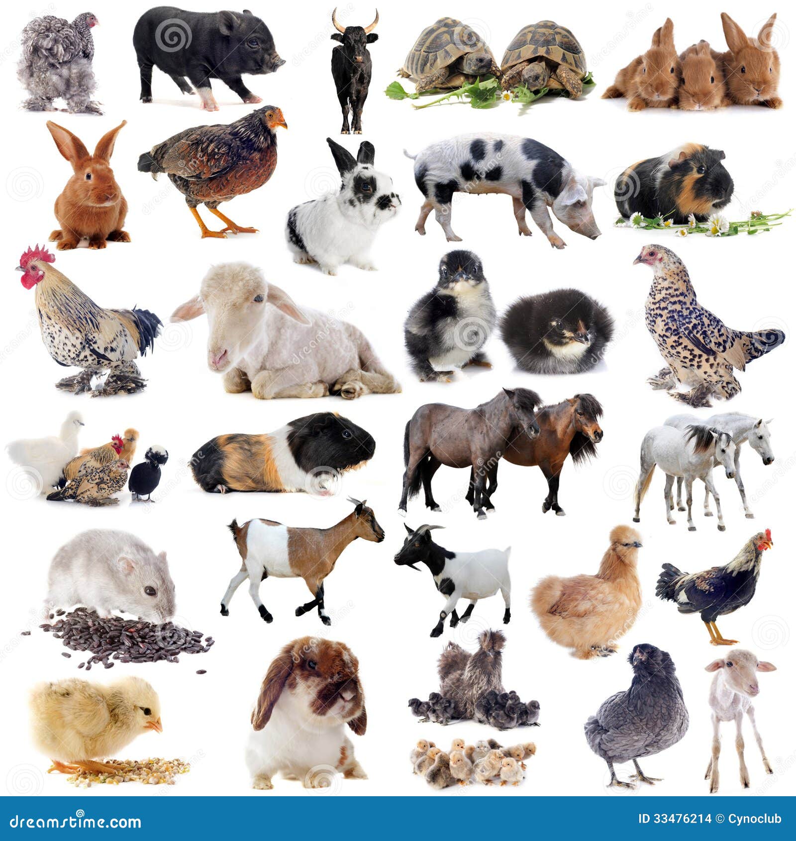 Animaux de ferme photo stock. Image du cheval, animal - 33476214