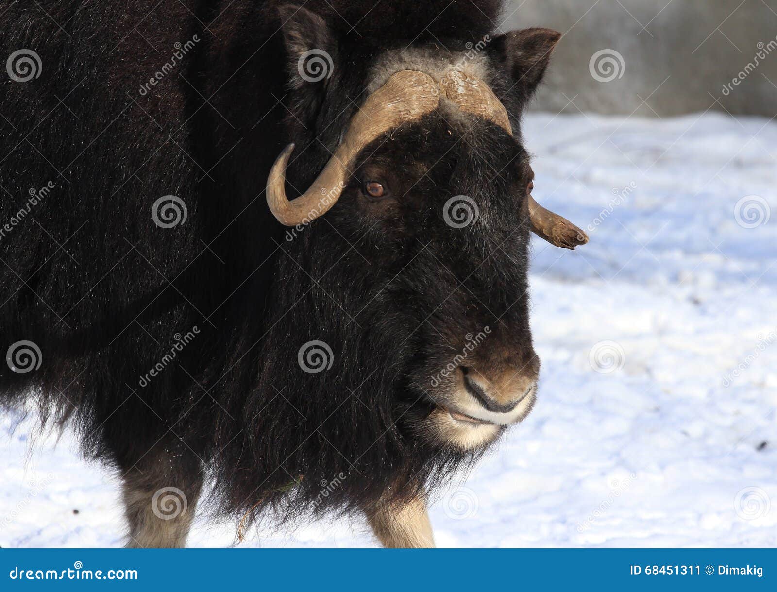 Animaux De Zoo, Moscou, Russie Image stock - Image du russia, animaux ...