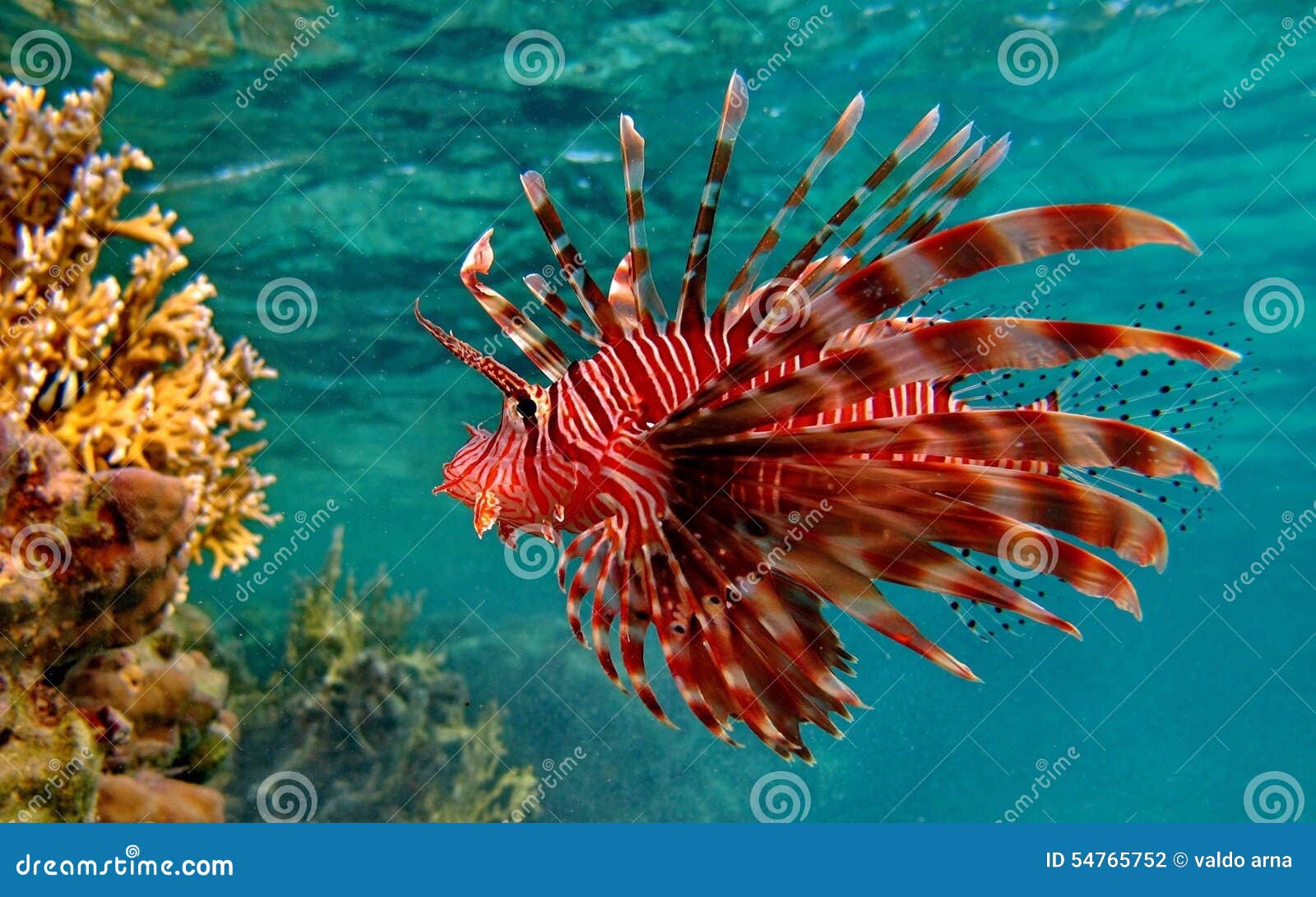 Animaux rares de poissons photo stock. Image du océan - 54765752