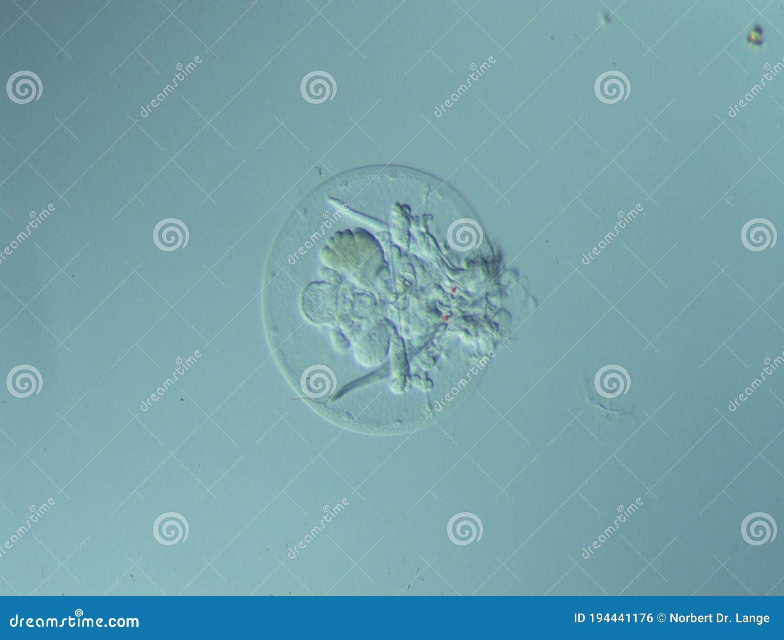 Animaux Rotatives Sous Le Microscope Photo stock - Image du jeune ...