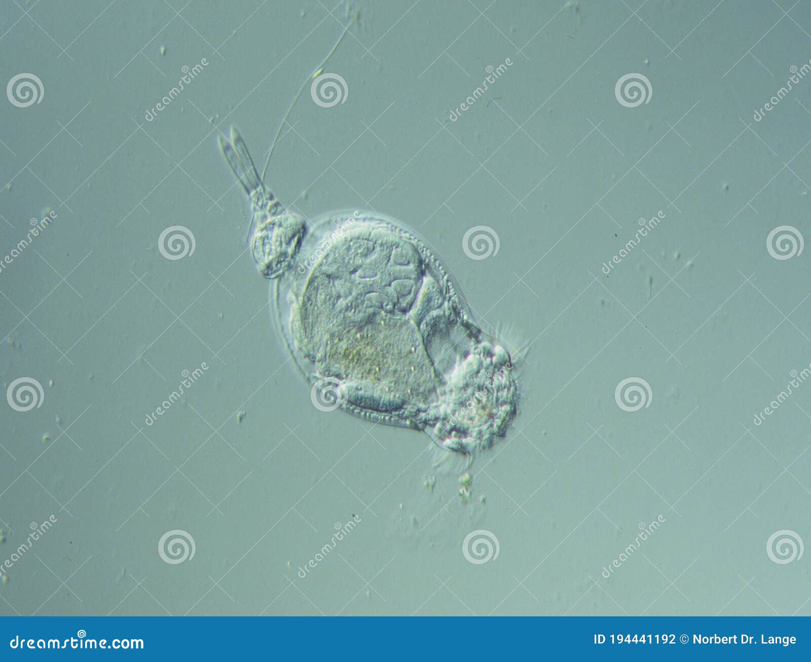 Animaux Rotatives Sous Le Microscope Photo stock - Image du vacuole ...