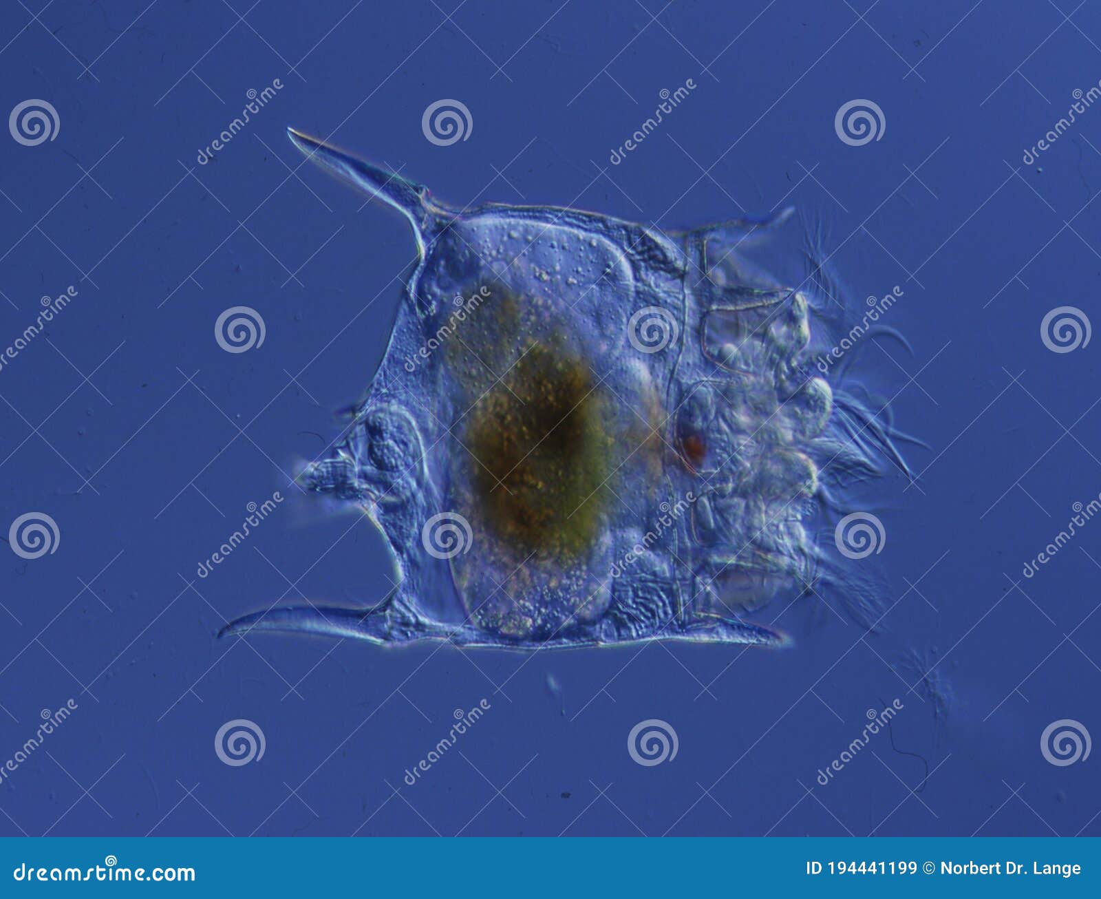 Animaux Rotatives Sous Le Microscope Image stock - Image of forager ...