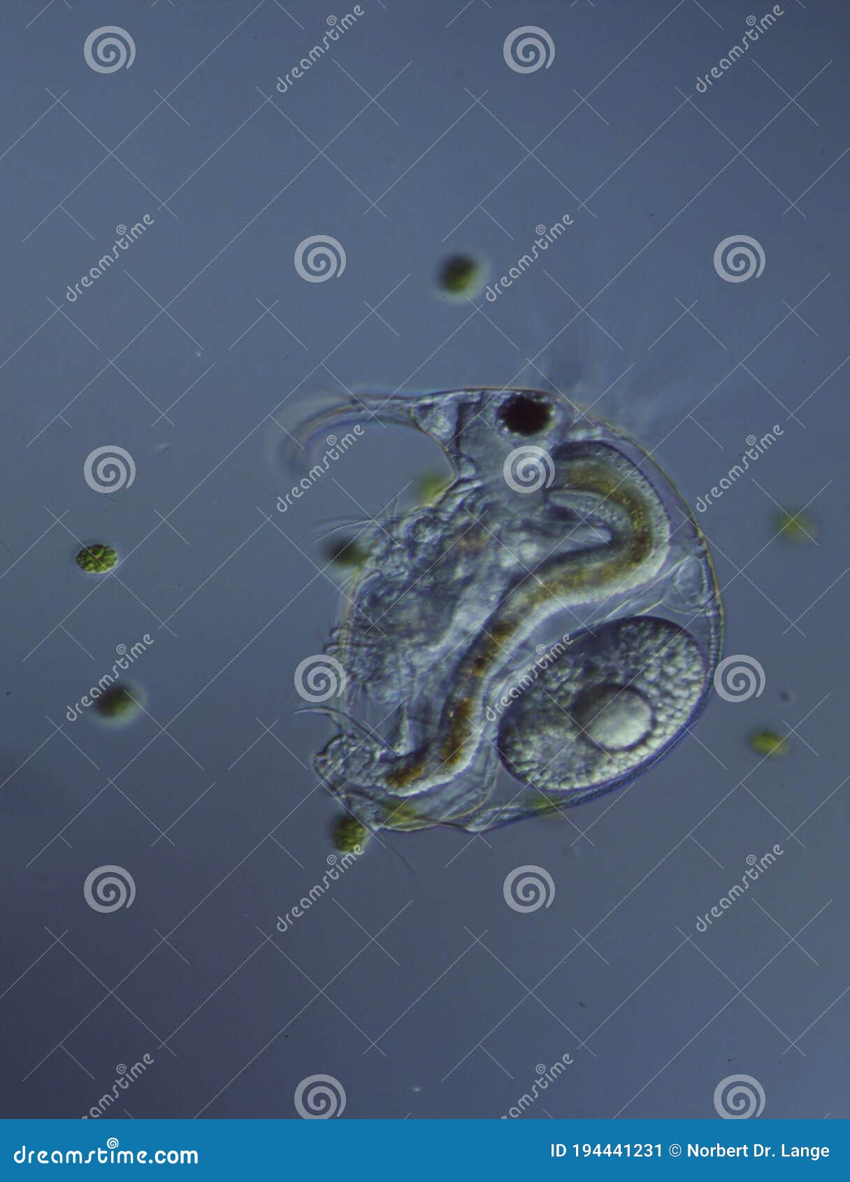 Animaux Rotatives Sous Le Microscope Image stock - Image du écrevisses ...