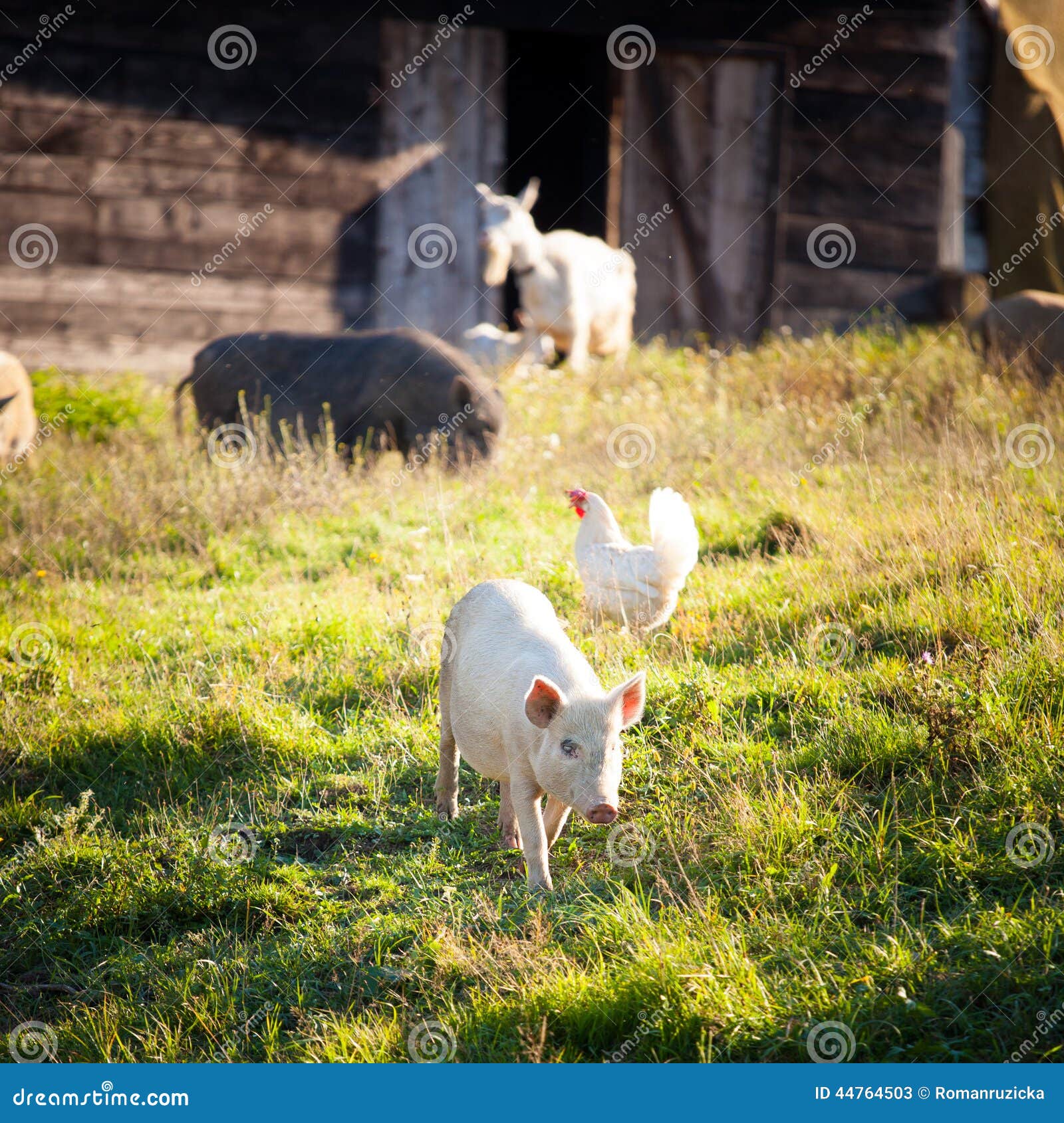 Animaux sur la basse cour image stock. Image du frais - 44764503