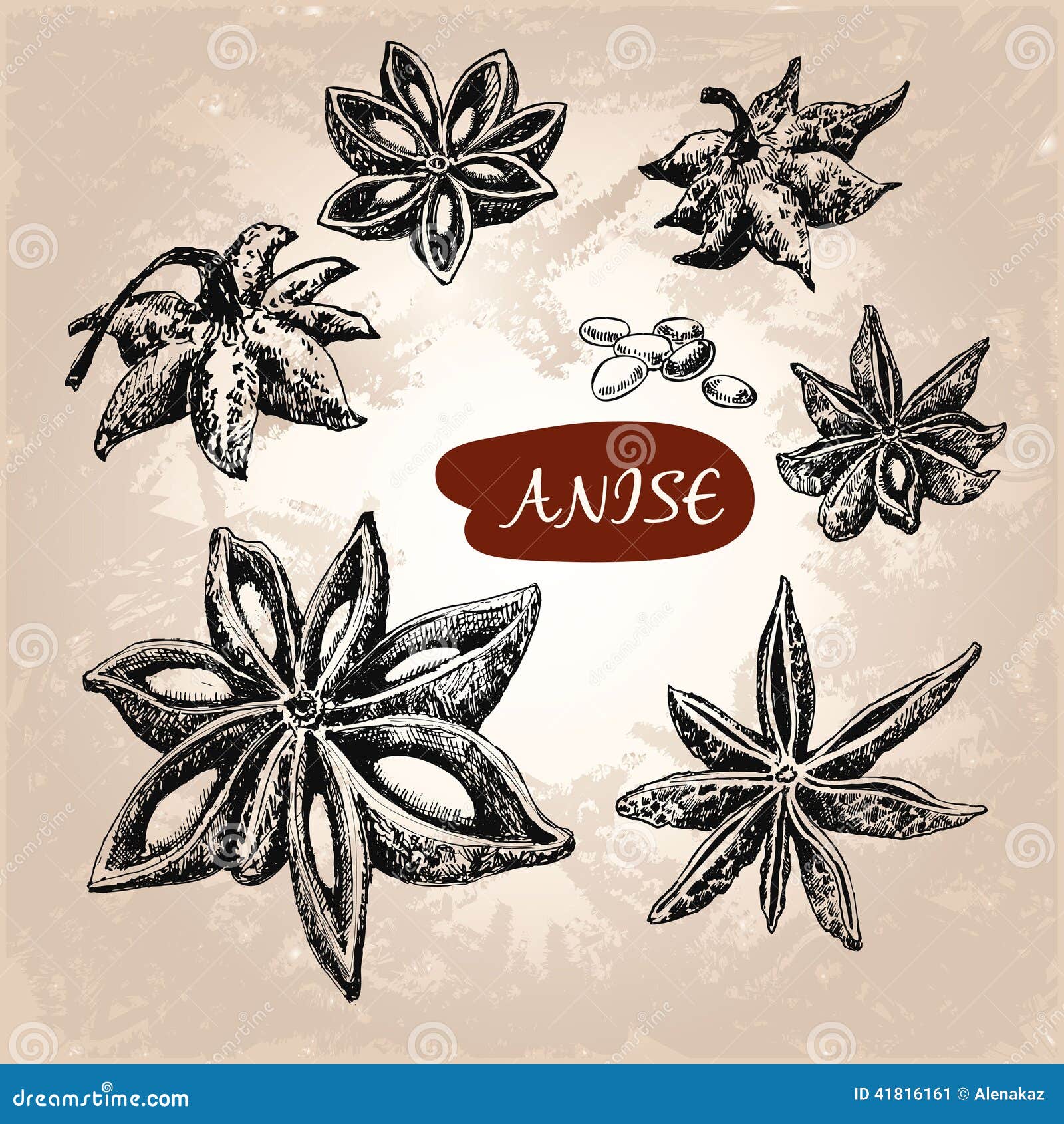 Anis vektor abbildung. Illustration von getrocknet, hand - 41816161