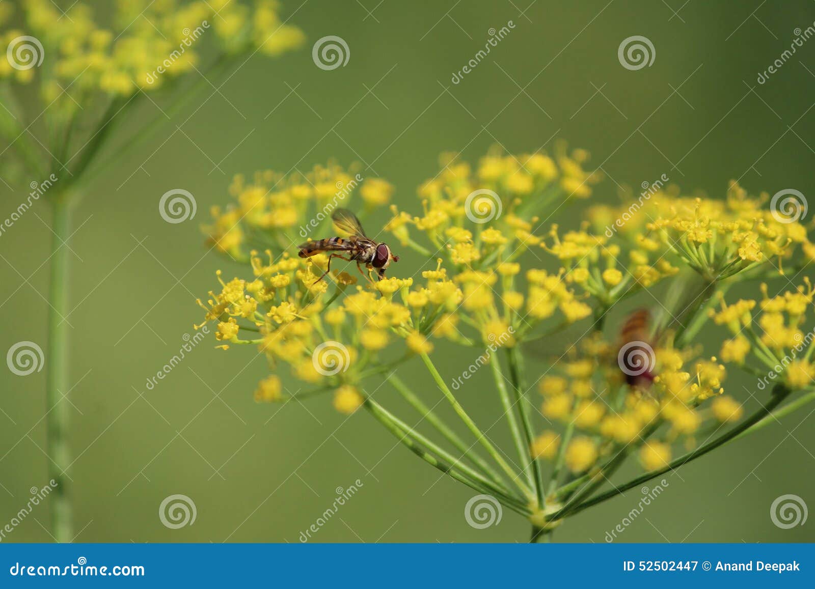 Anise Flower Field. Food And Drinks Ingredient. Fresh Medicinal Plant ...