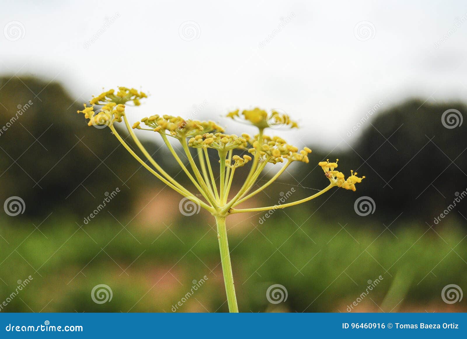 Anise flower stock photo. Image of cultivate, field, plant - 96460916