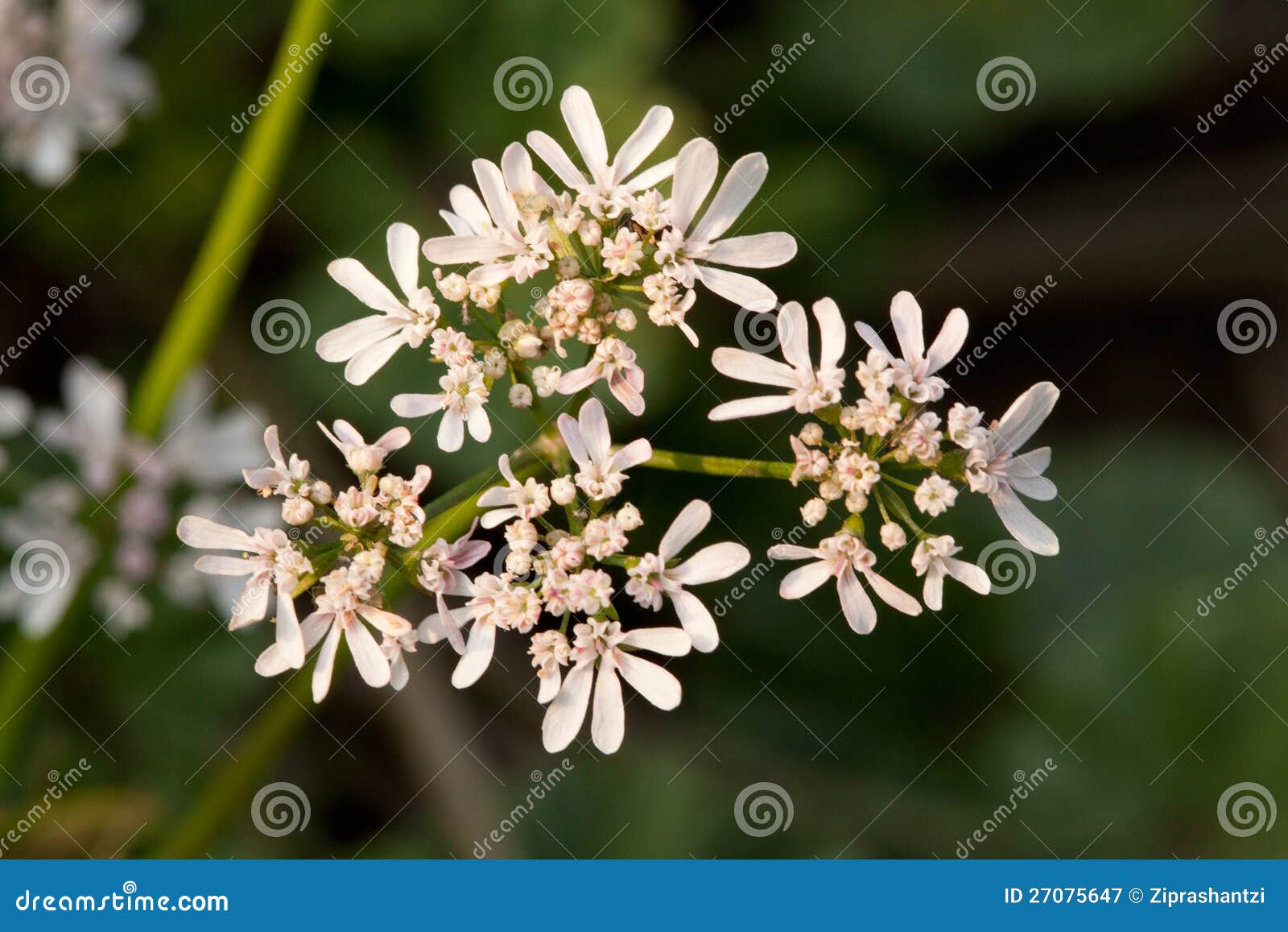 Anise flowers stock image. Image of floral, daisy, rural - 27075647