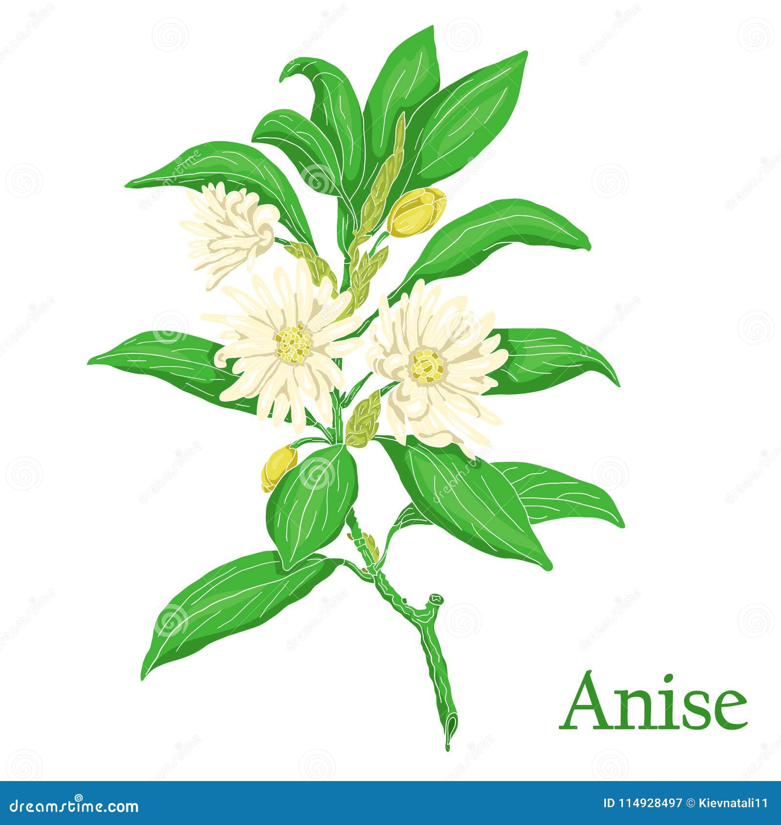 Anise Flower Stock Illustrations – 1,195 Anise Flower Stock ...