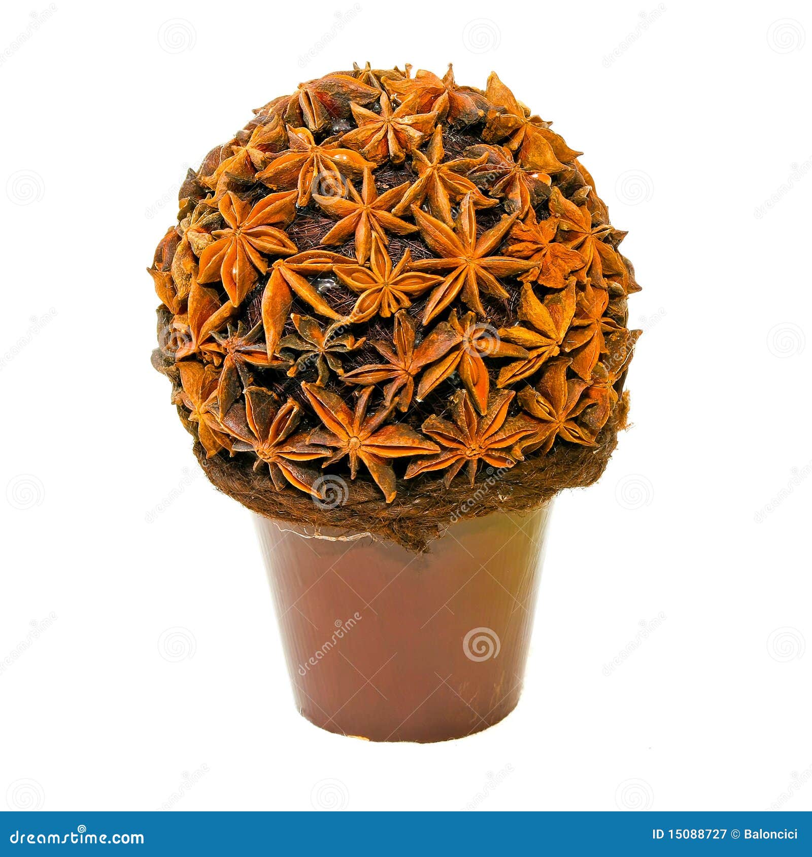 Anise plant stock image. Image of aromatic, traditional - 15088727