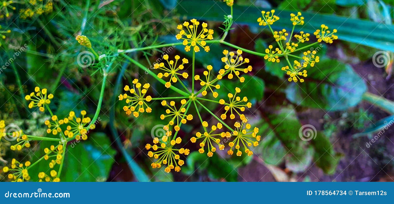 The Anise plant stock photo. Image of yellow, grass - 178564734