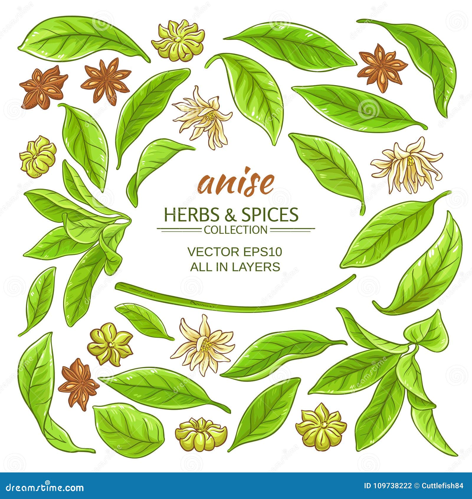 Anise Plant Illustration, Drawing, Engraving, Ink, Line Art, Vector ...