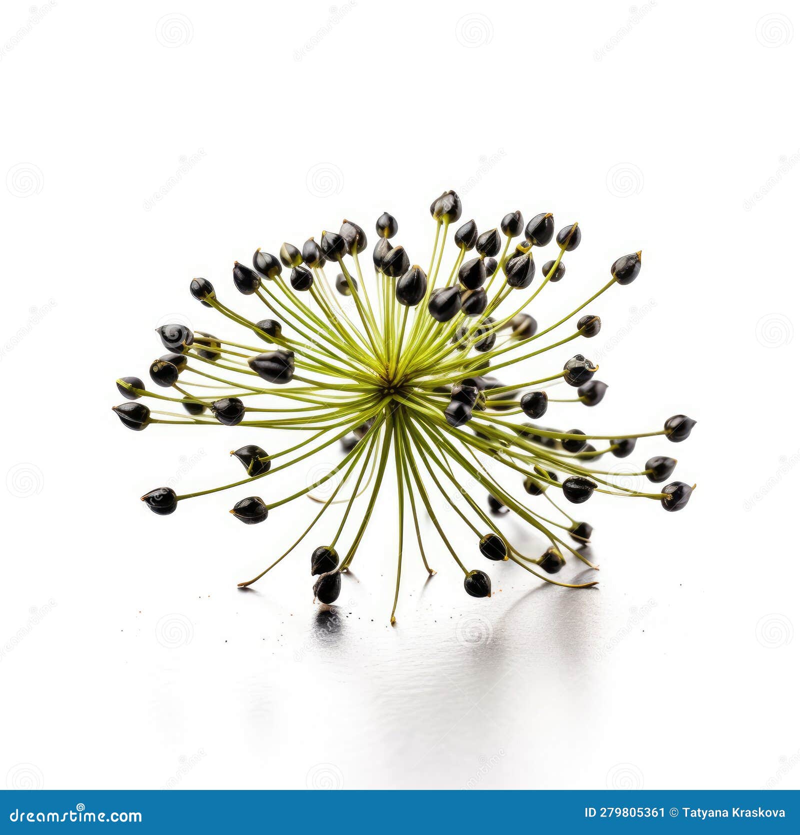 Anise Plant Isolated on White Stock Illustration - Illustration of tree ...