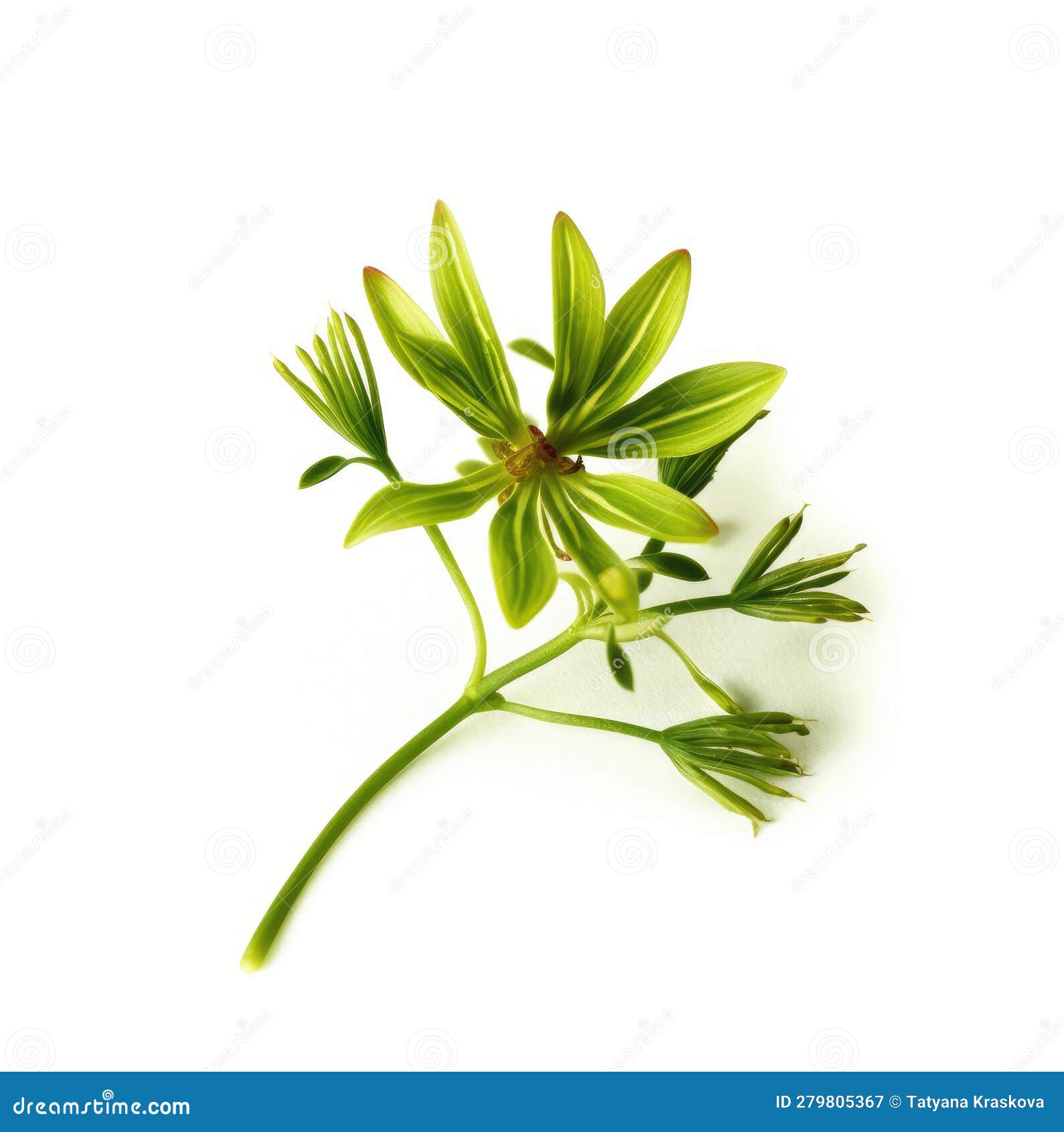 Anise Plant Isolated on White Stock Illustration - Illustration of ...