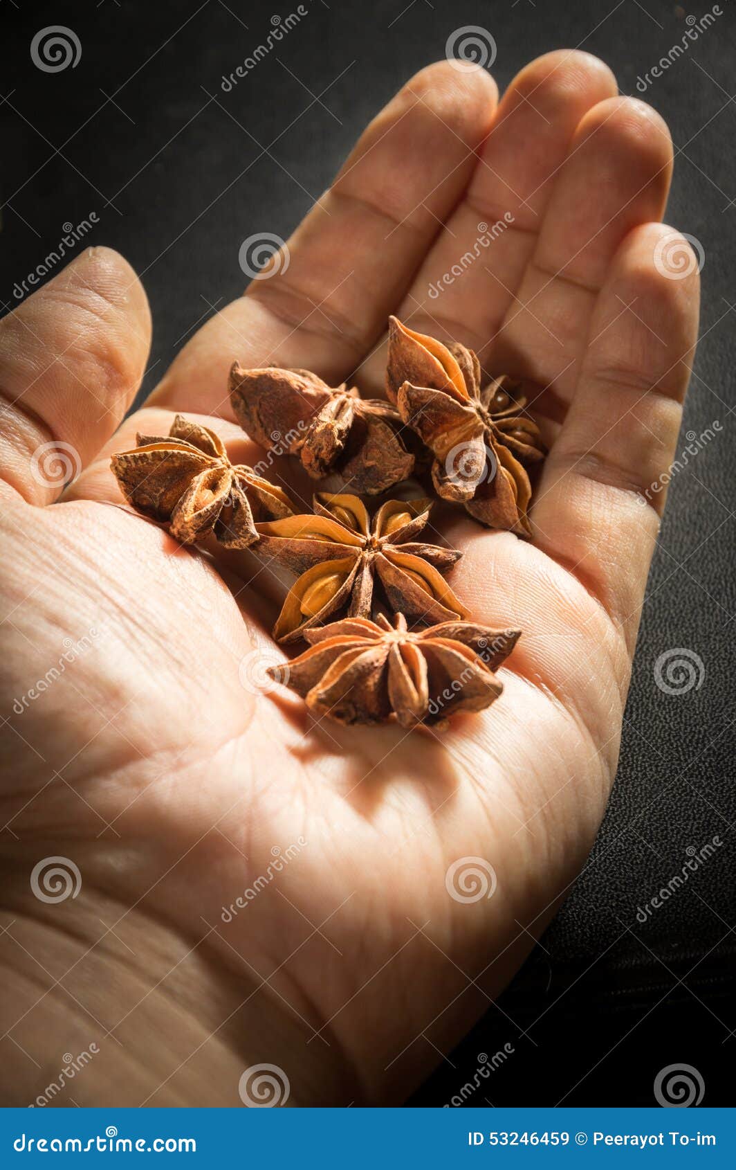 Anise star in human hand. stock image. Image of group - 53246459