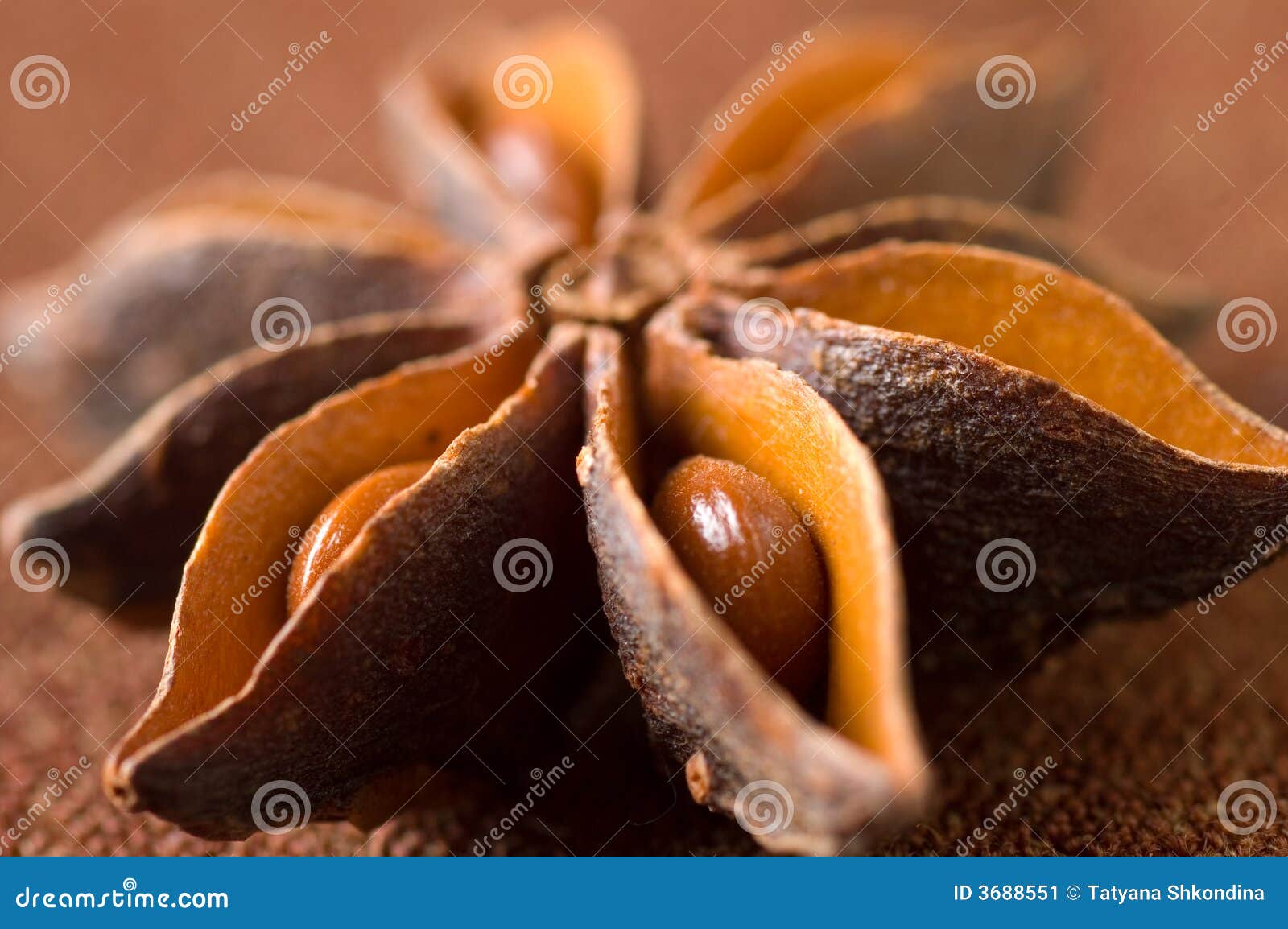 Anise-tree stock image. Image of illicium, aromatic, badian - 3688551