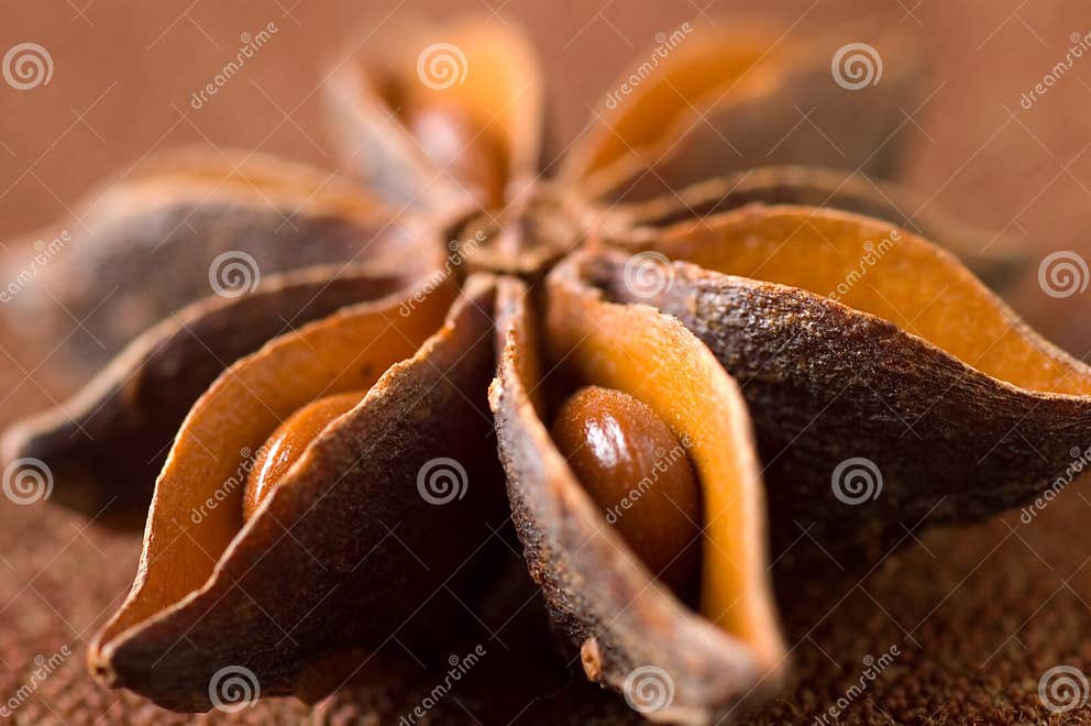 Anise-tree stock image. Image of illicium, aromatic, badian - 3688551