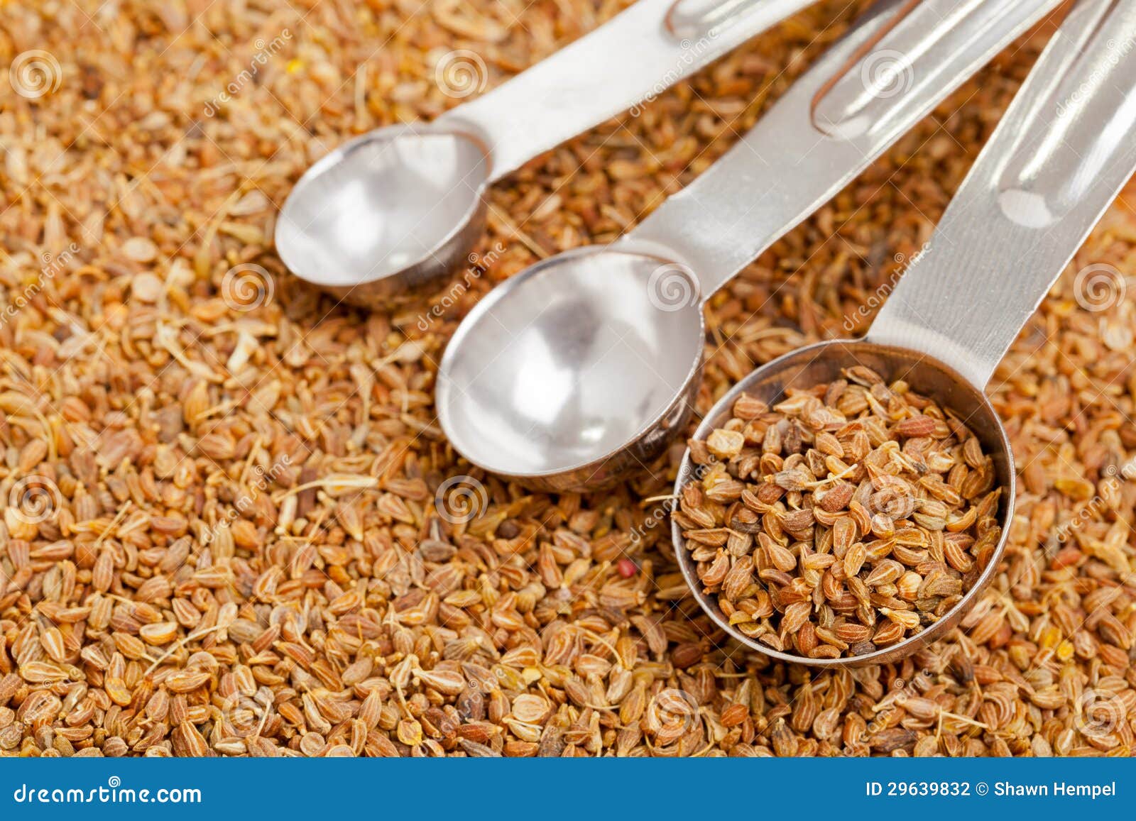 Aniseed stock photo. Image of seed, pods, metallic, aromatic - 29639832