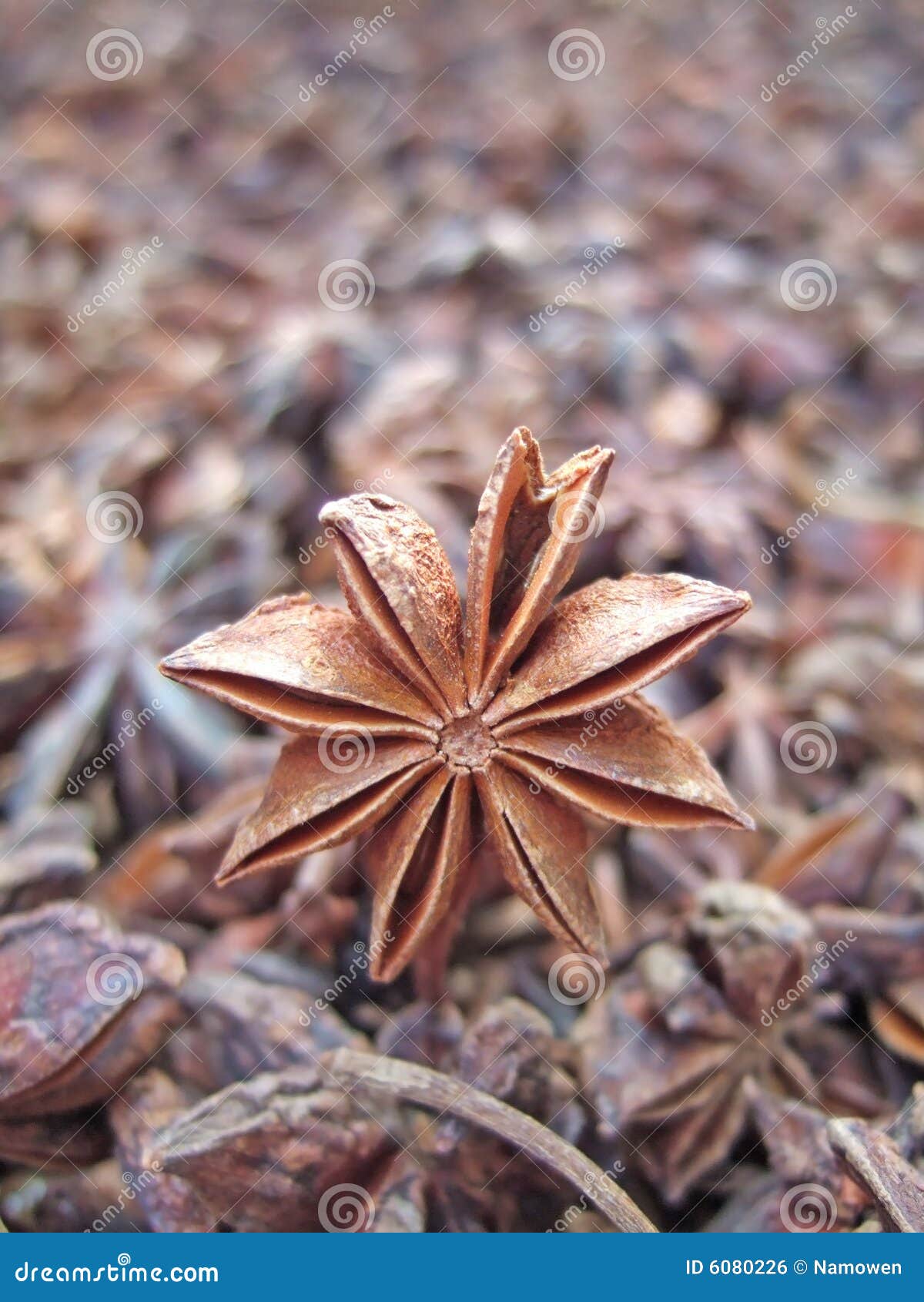 Aniseed stock photo. Image of shadow, asia, white, seed - 6080226