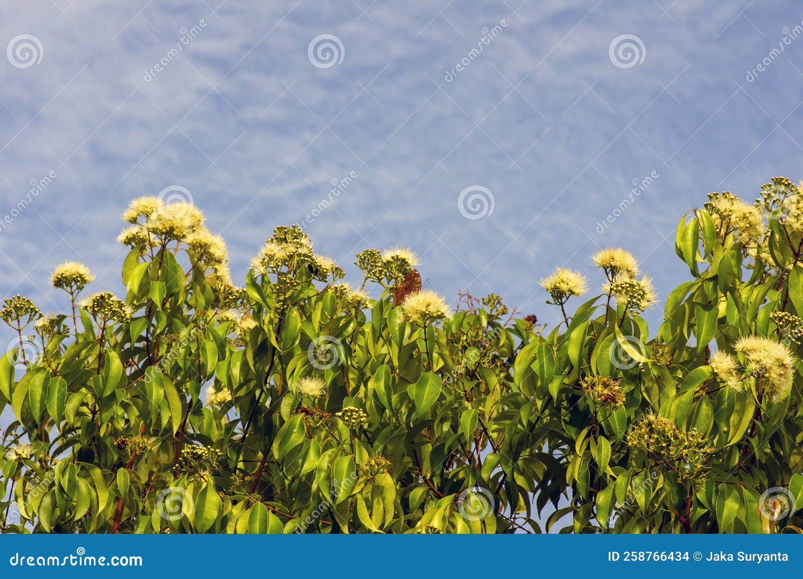 Aniseed Myrtle, Syzygium Anisatum, Ringwood and Aniseed Tree, with an ...