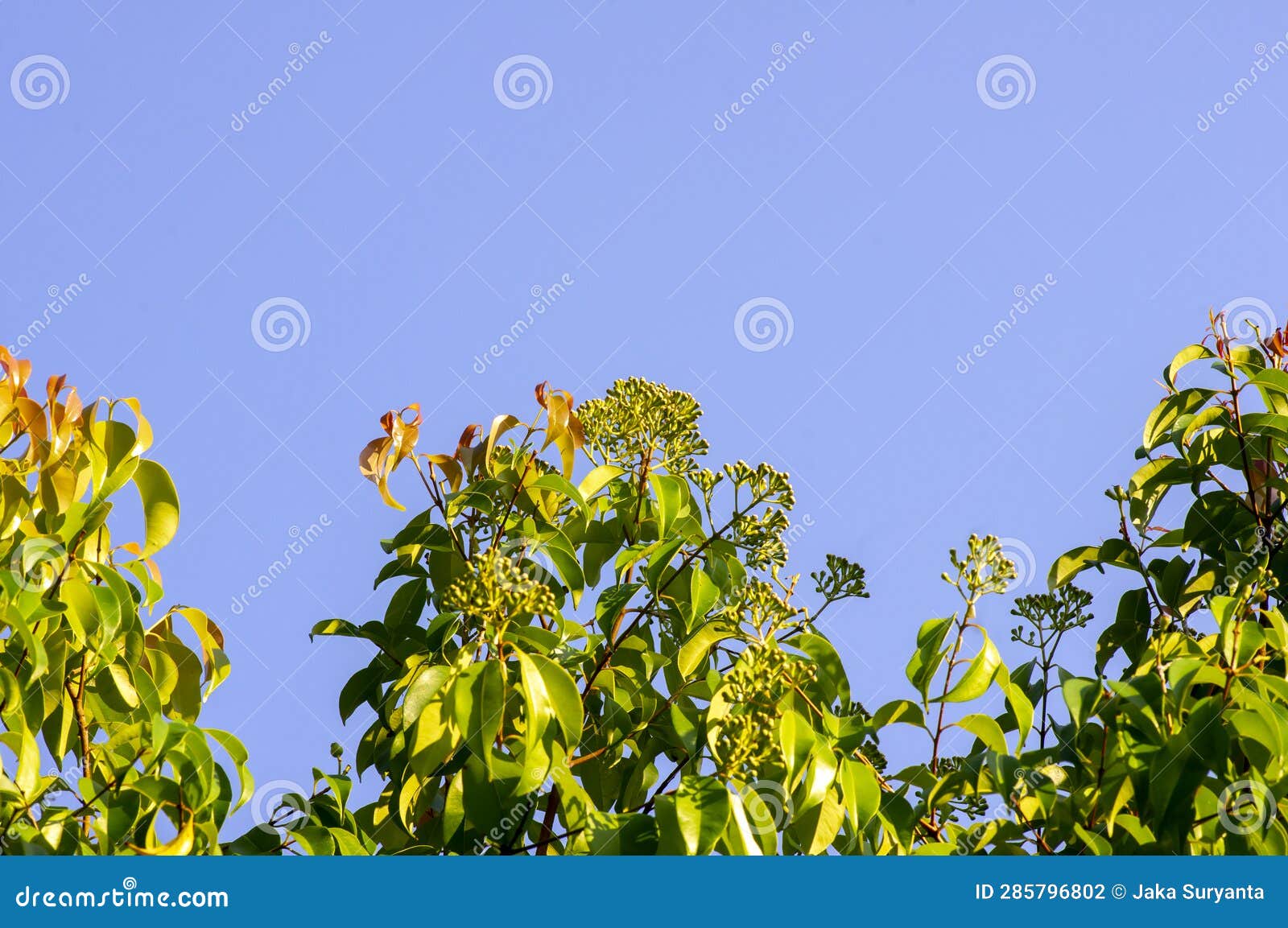 Aniseed Myrtle, Syzygium Anisatum, Ringwood and Aniseed Tree, with an ...