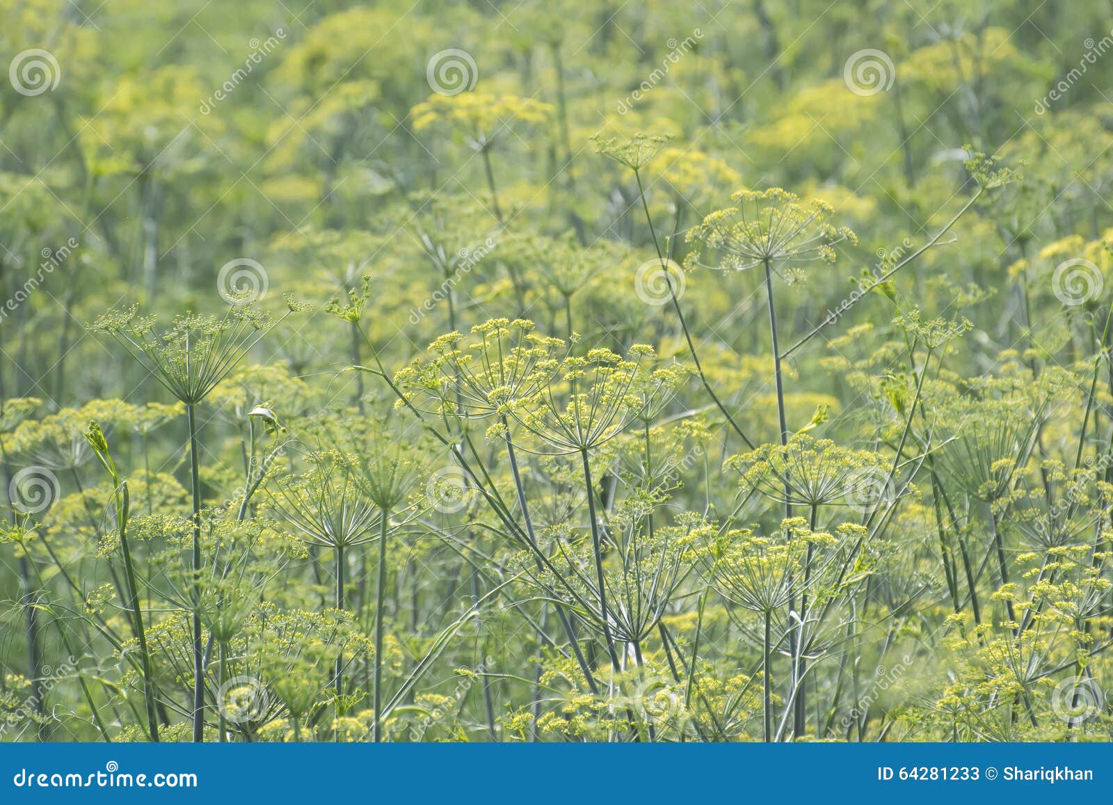 Aniseed Plants stock image. Image of green, india, indian - 64281233