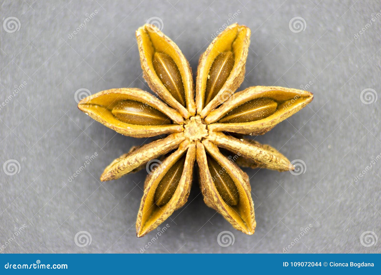 Aniseed Star with Eight Petals Stock Photo - Image of aniseed ...