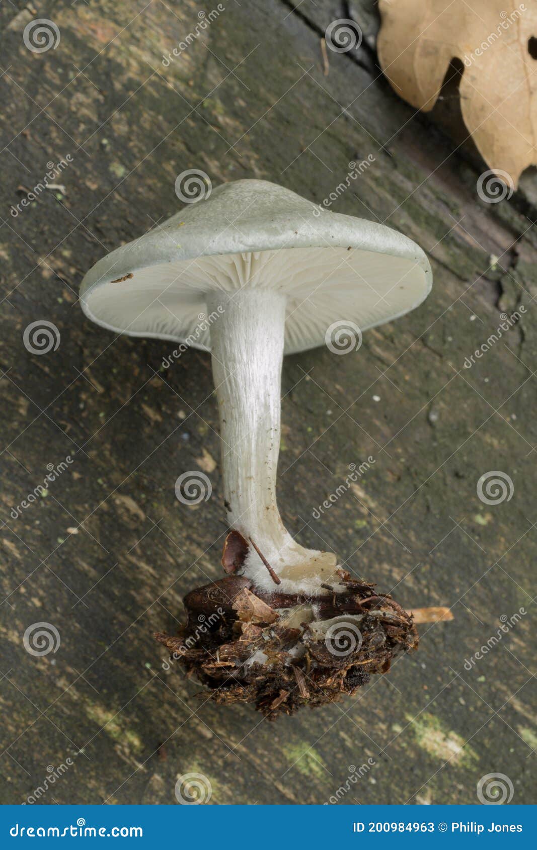 The Aniseed Toadstool Out of the Ground. Stock Image - Image of ...