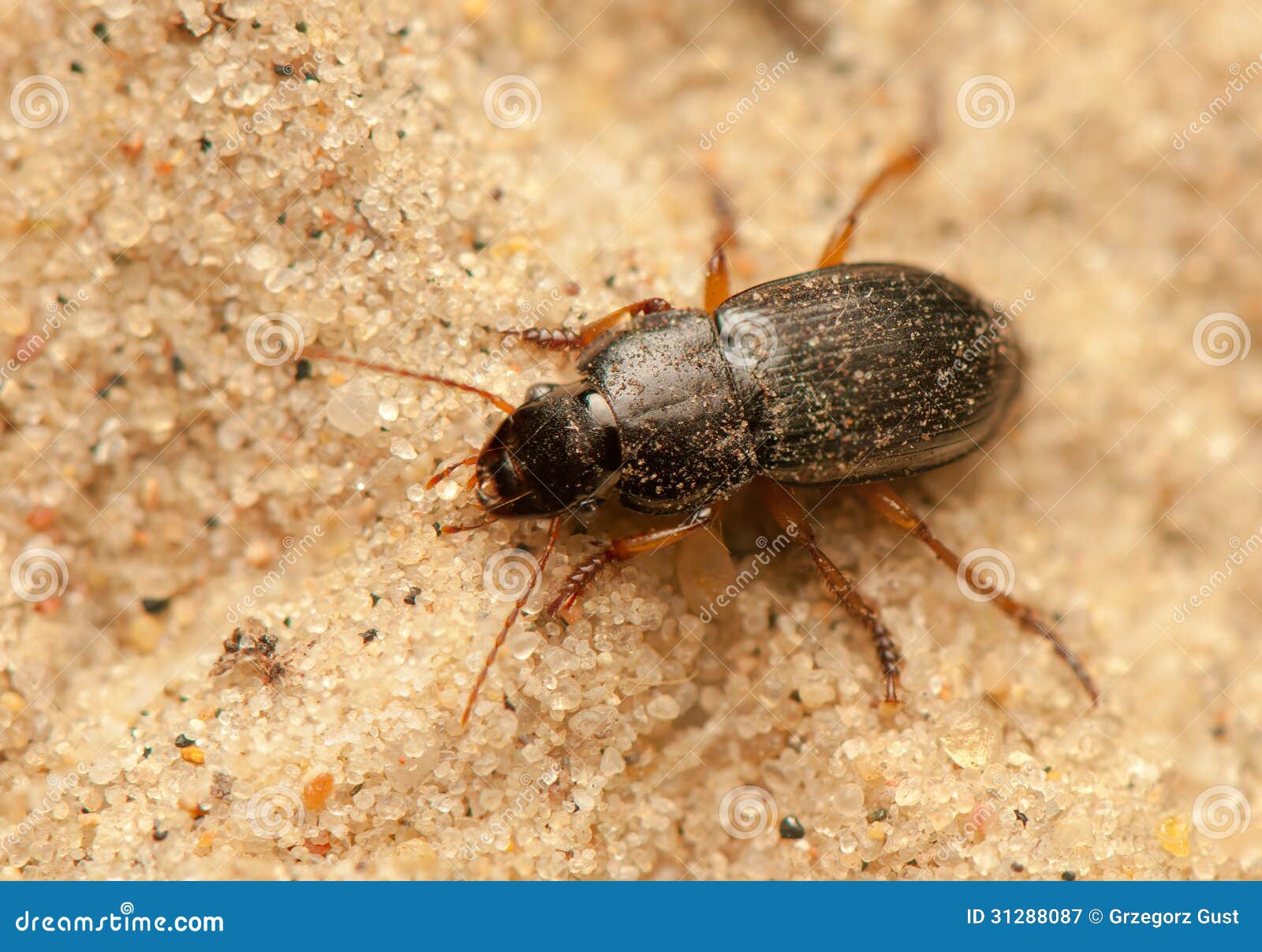 Anisodactylus binotatus stock image. Image of close, arthropoda - 31288087