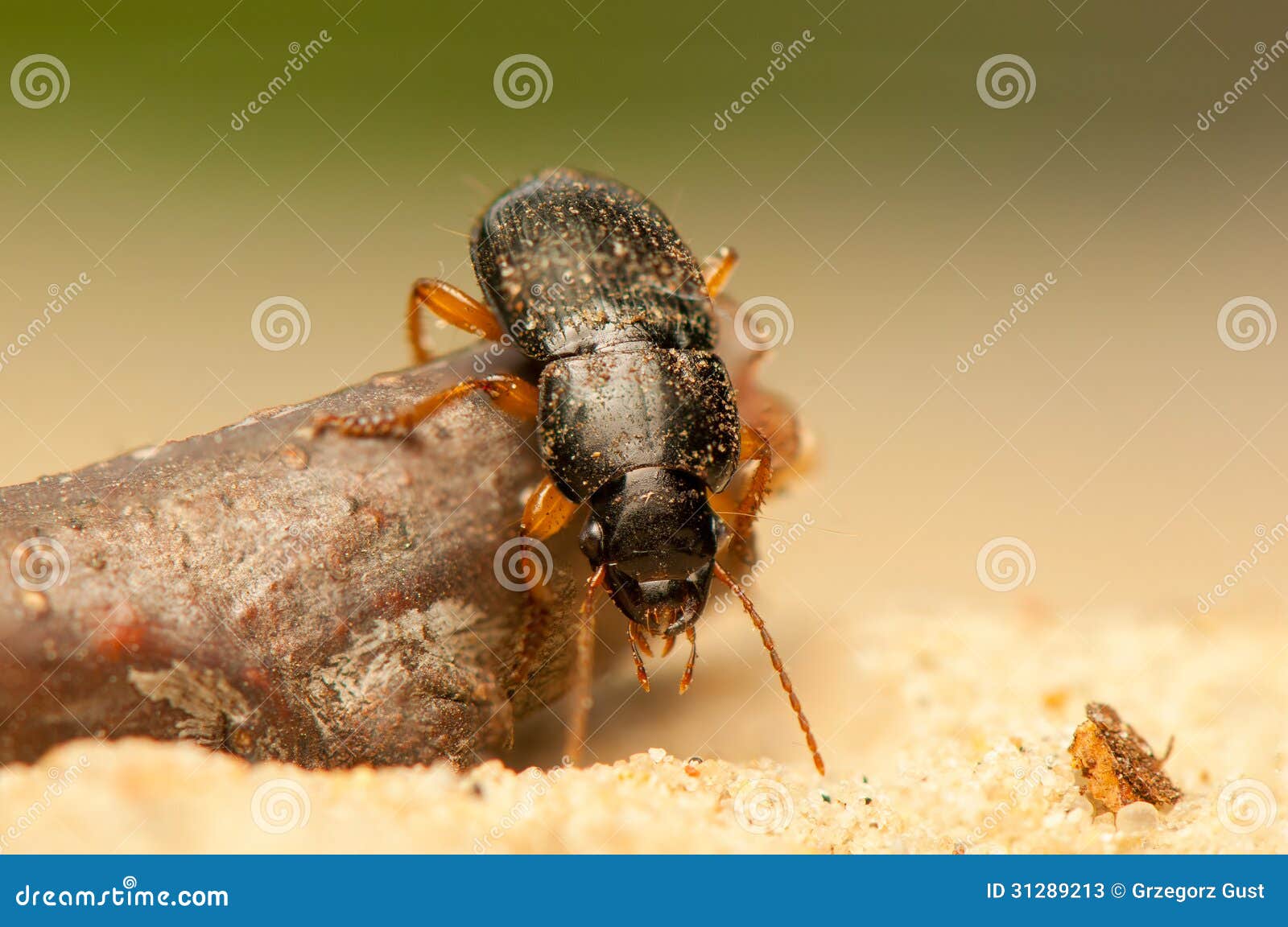 Anisodactylus binotatus stock image. Image of fauna, biology - 31289213