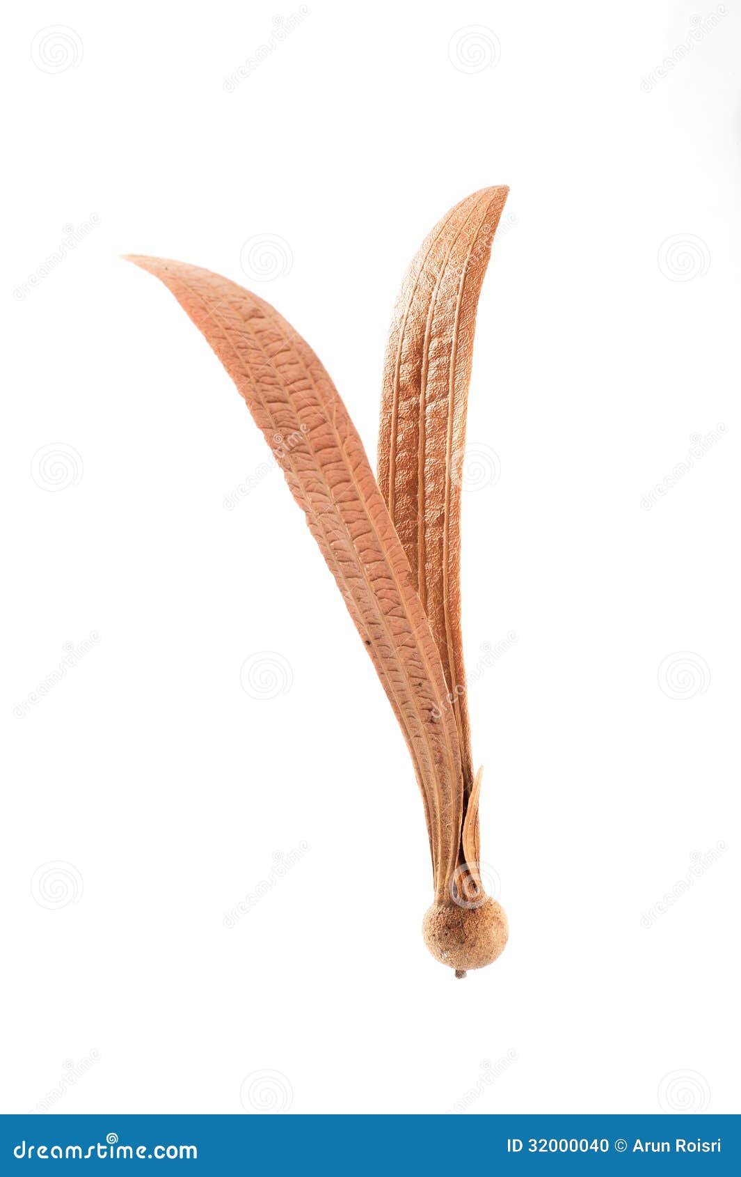 Anisoptera costata stock photo. Image of decorative, fruit - 32000040